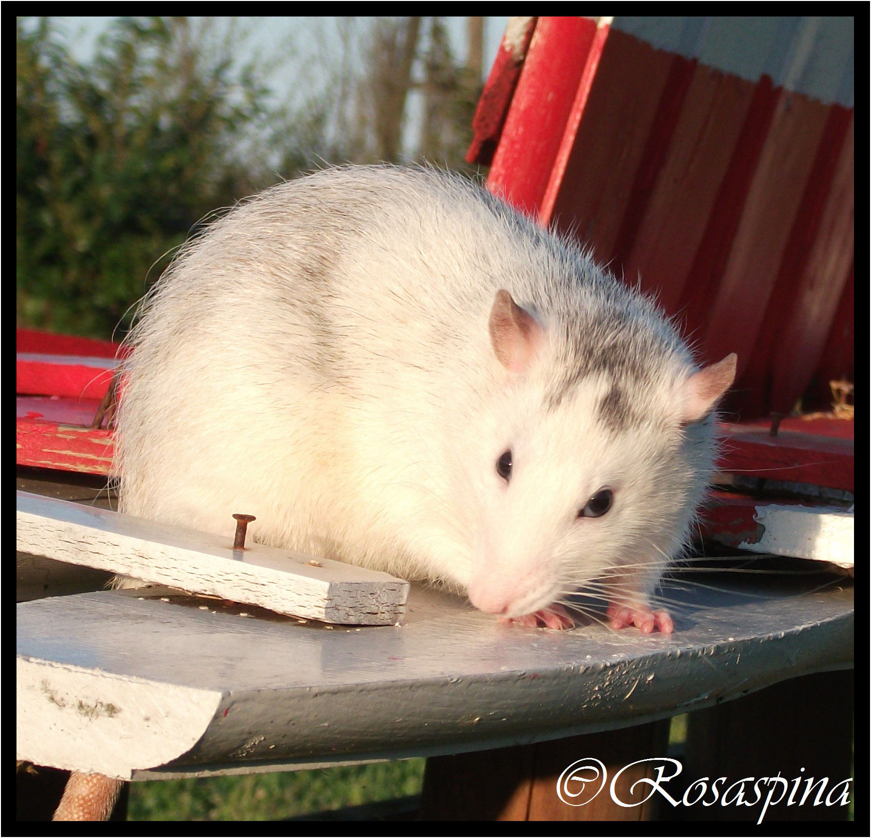 Husky / Roan - Varietà del Ratto - Rat Varieties