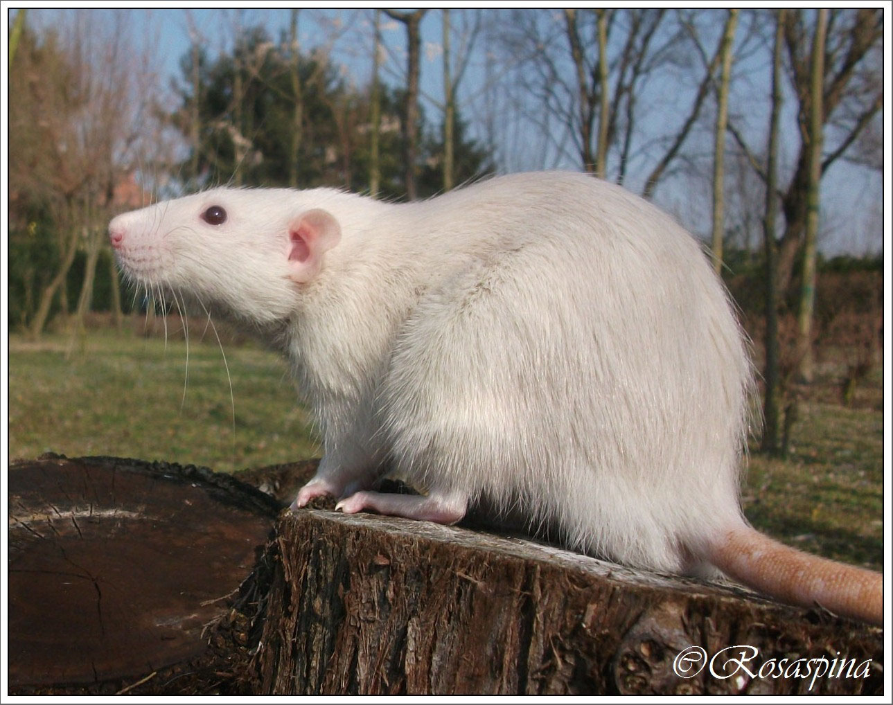 Russian Beige o Russian Buff - Blue Beige - Varietà del Ratto - Rat ...