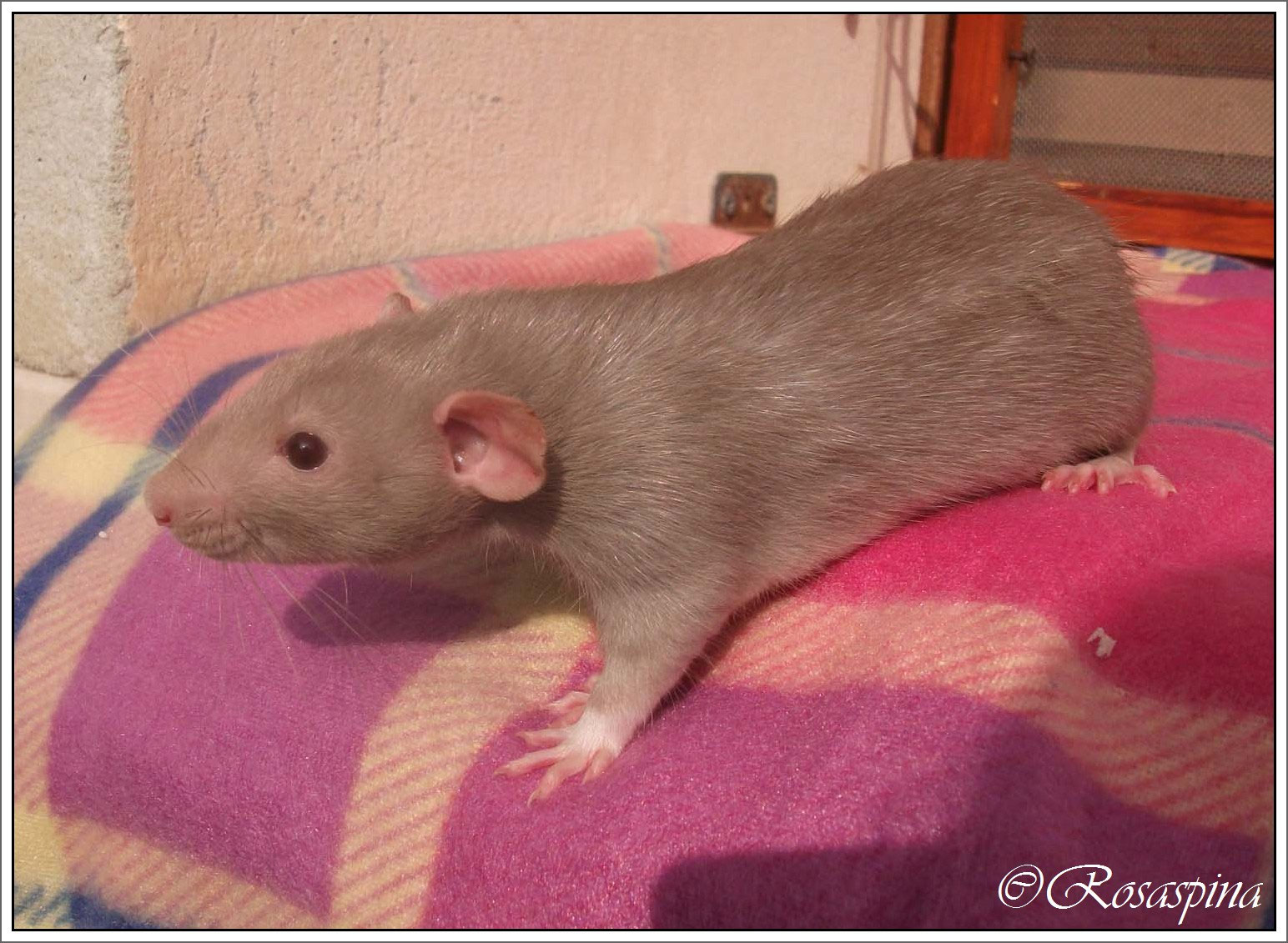 Havana - Ruby Eyed Mocha - Varietà del Ratto - Rat Varieties
