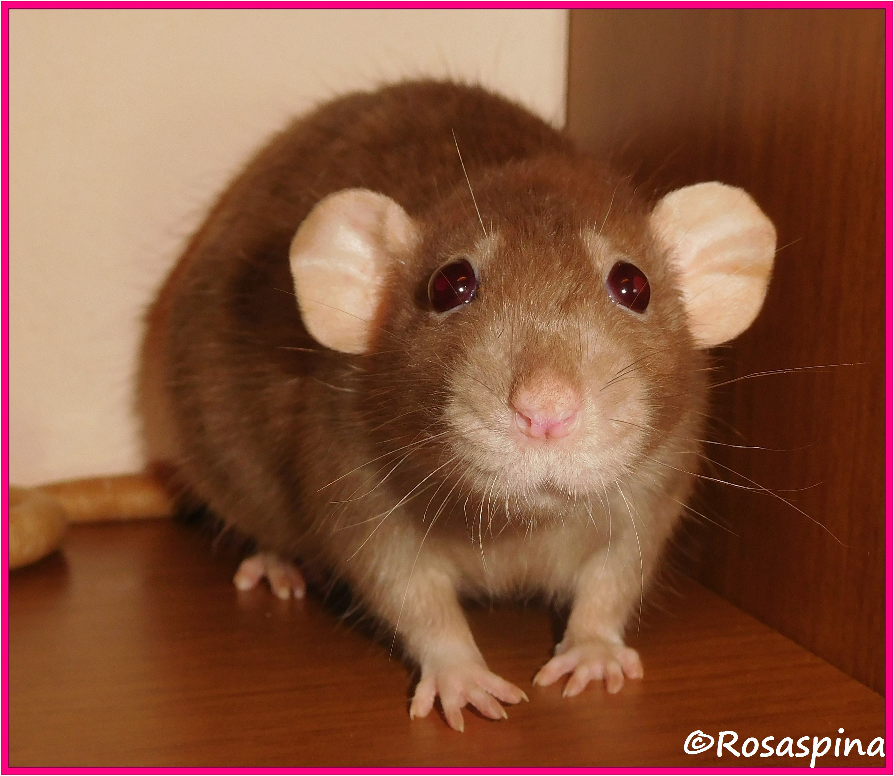 American Mink - US Mink - Lilac - Varietà del Ratto - Rat Varieties