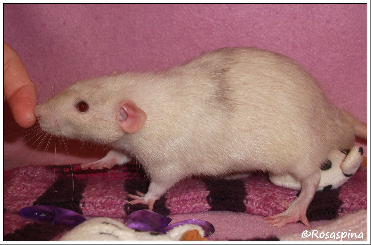 Double Mink - Varietà del Ratto - Rat Varieties