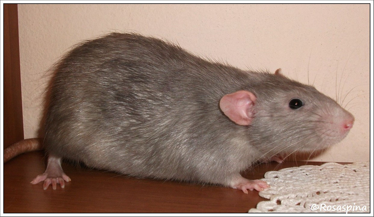 Blue -English Blue -American Blue - Varietà del Ratto - Rat Varieties