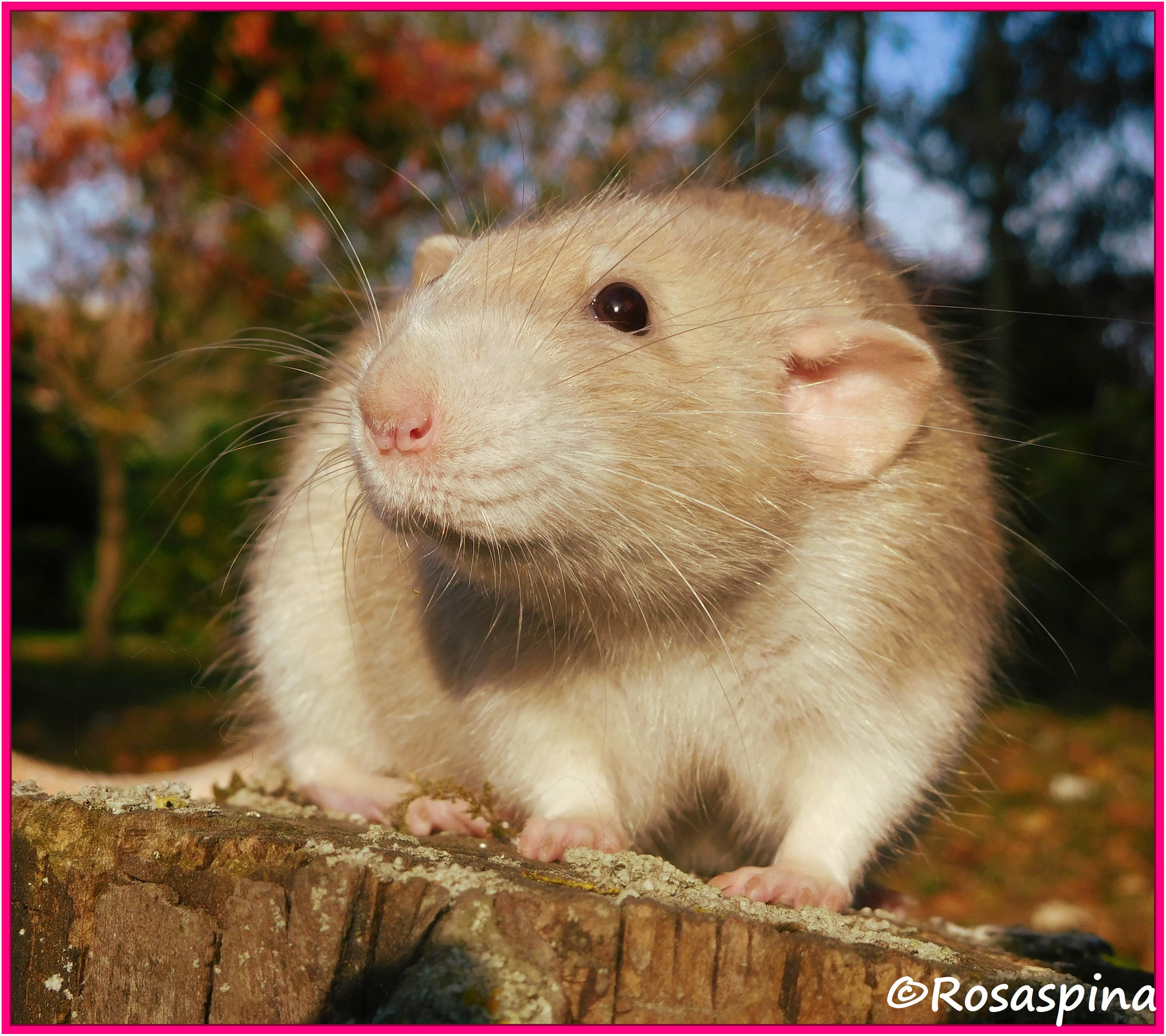 Russian Topaz - Varietà del Ratto - Rat Varieties