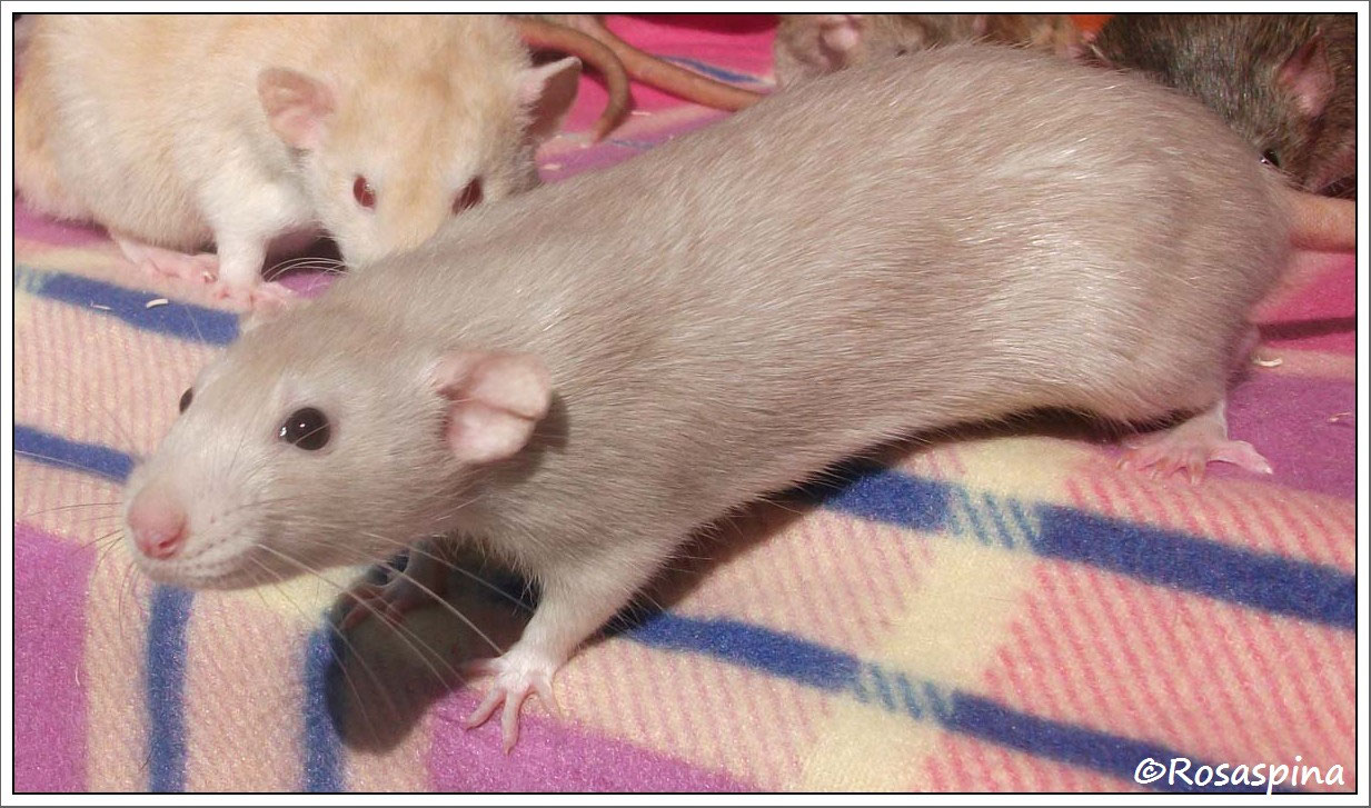 Buff o Beige - Varietà del Ratto - Rat Varieties