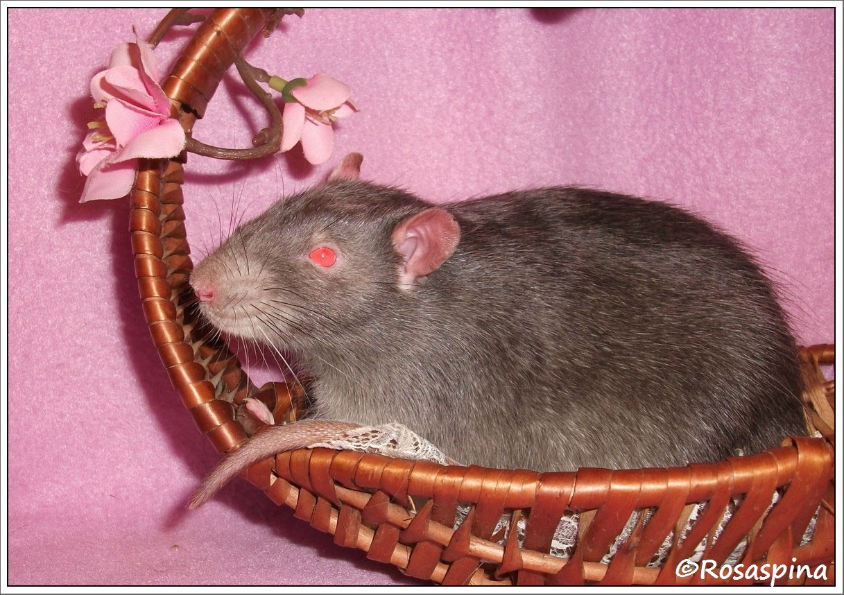 Marten - Red Eyed Devil (RED) - Varietà del Ratto - Rat Varieties