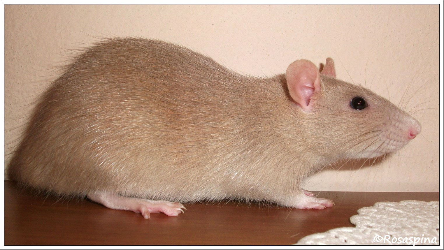 Russian Cinnamon - Varietà del Ratto - Rat Varieties