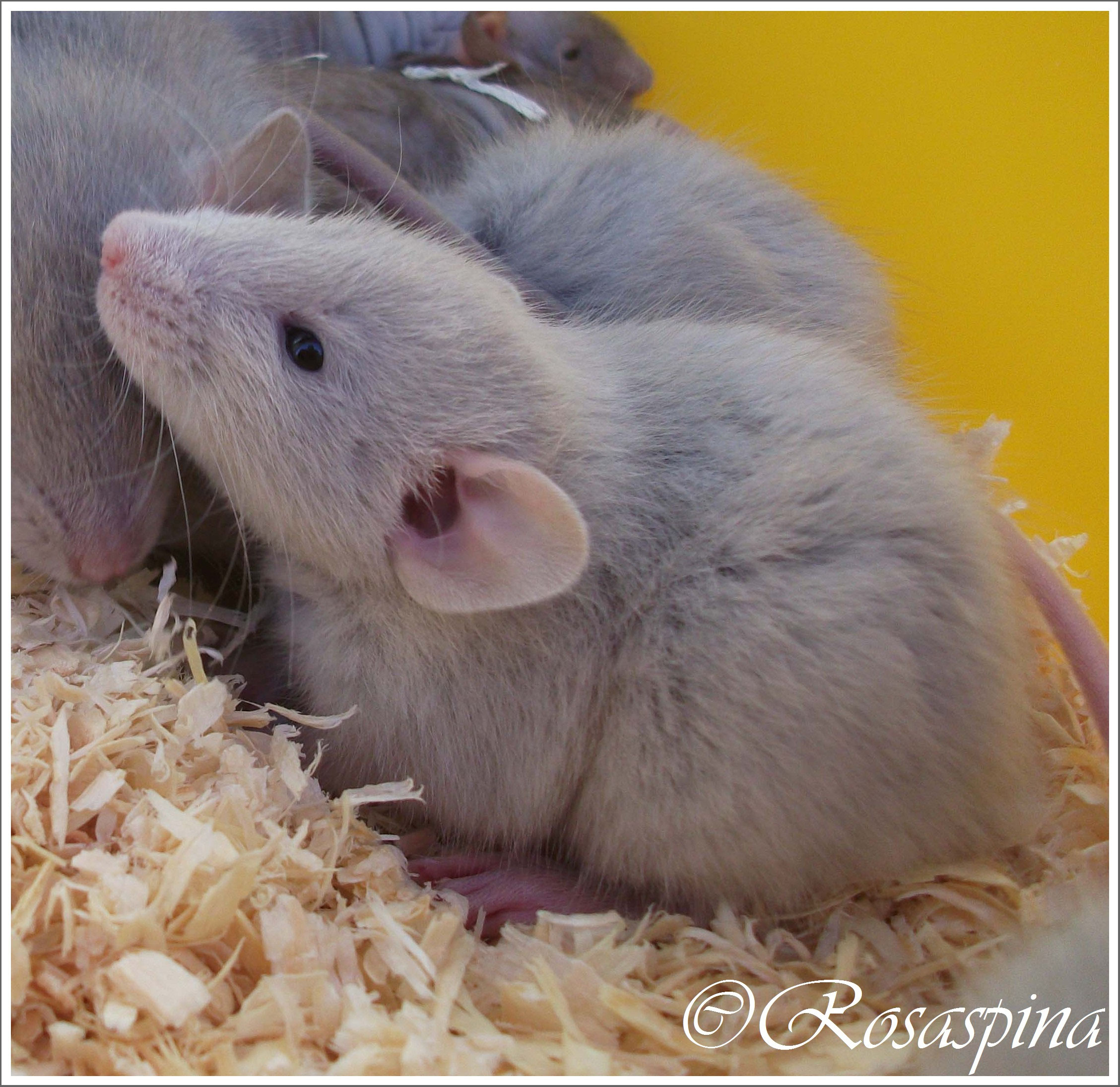 Russian Dove Red Eye - Varietà del Ratto - Rat Varieties