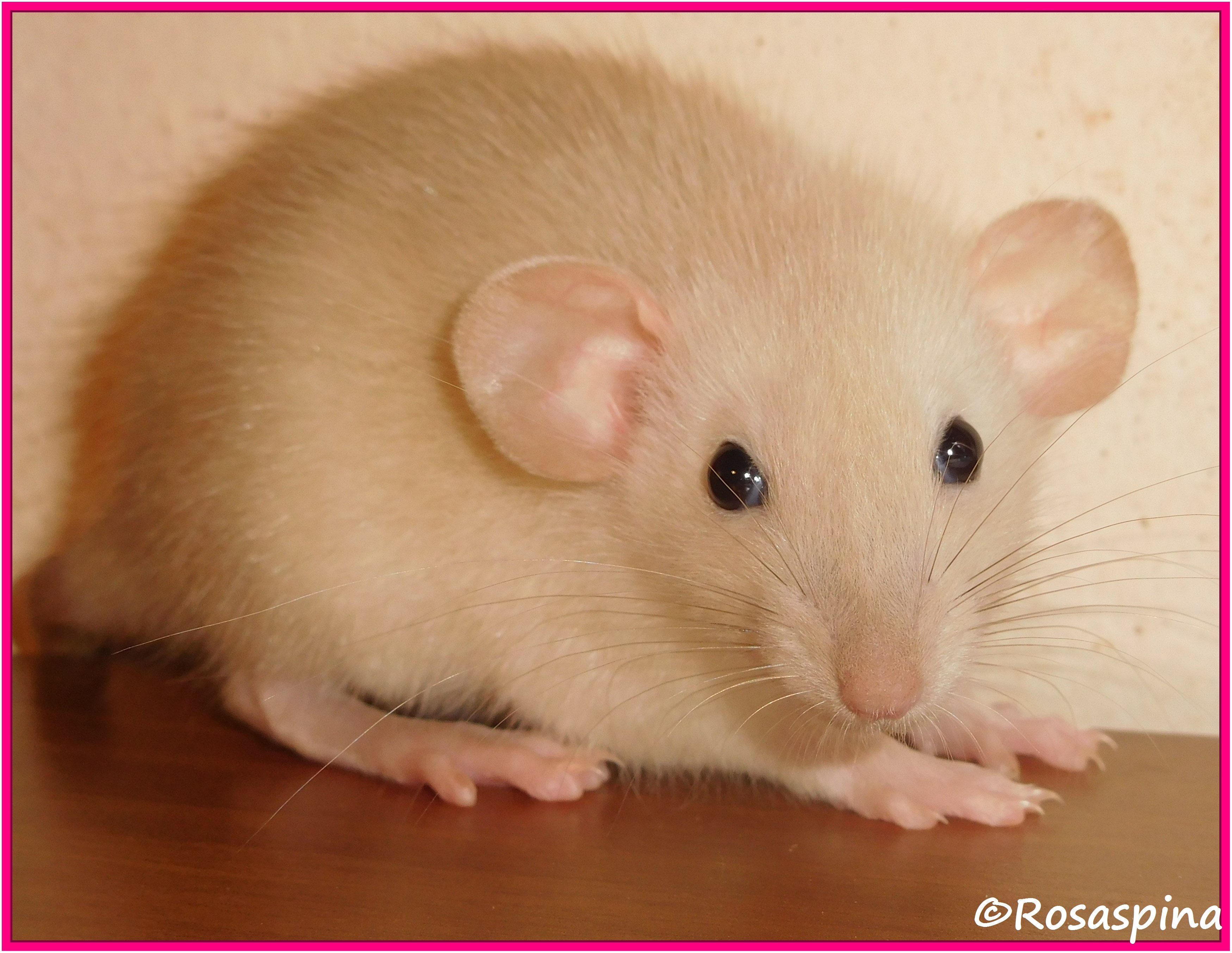 PELO - Varietà del Ratto - Rat Varieties