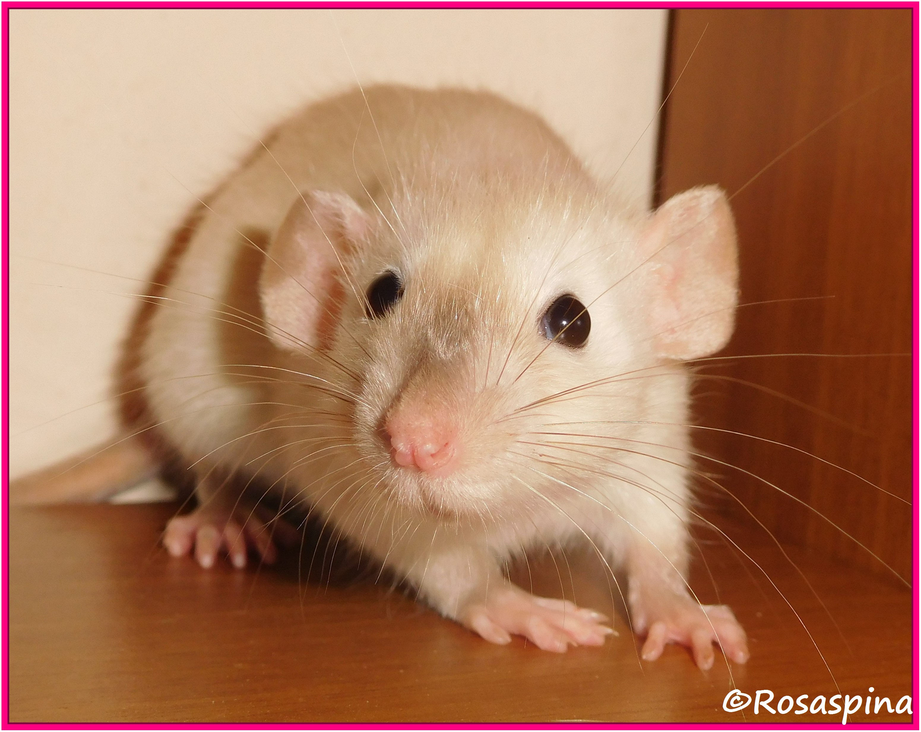 Il gene Black Eye - Varietà del Ratto - Rat Varieties