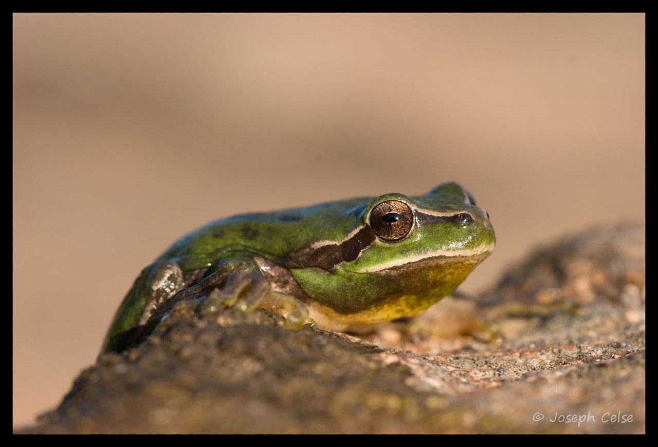 Amphibiens - Joseph Celse Photographies