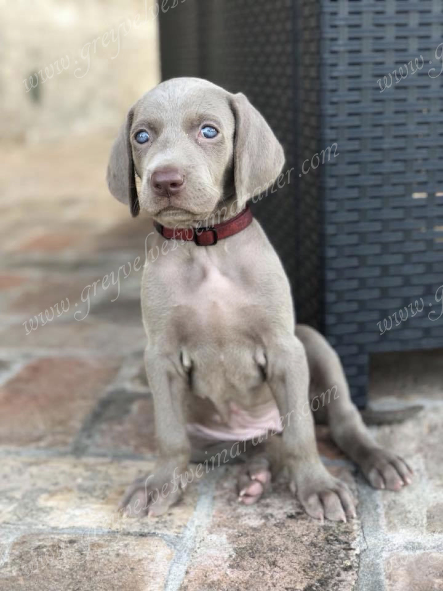 Gallery Bufera - Grey Velvet Weimaraner