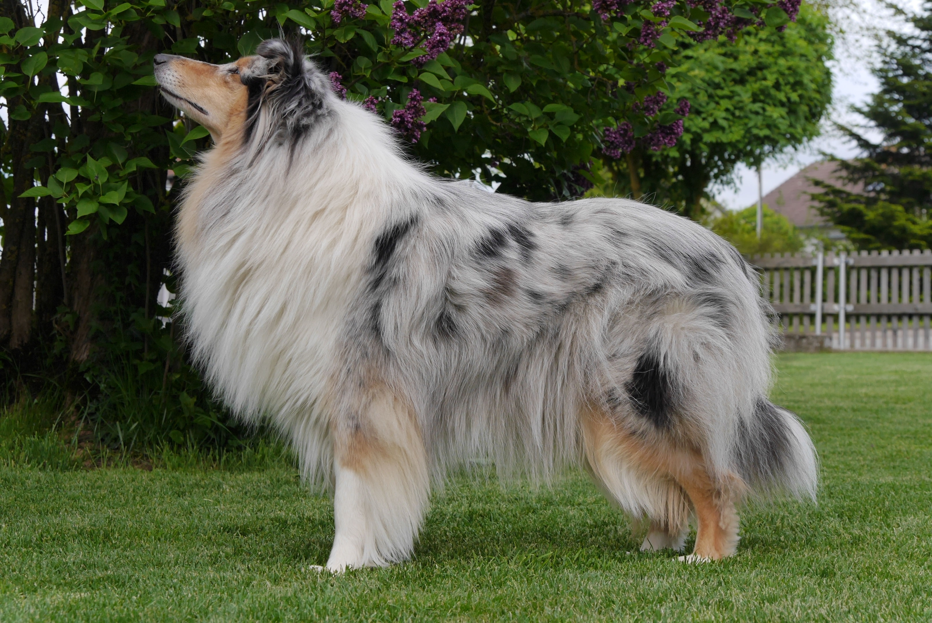 M-Wurf 07.07.2023 - collies-vom-wunderhaus Webseite!