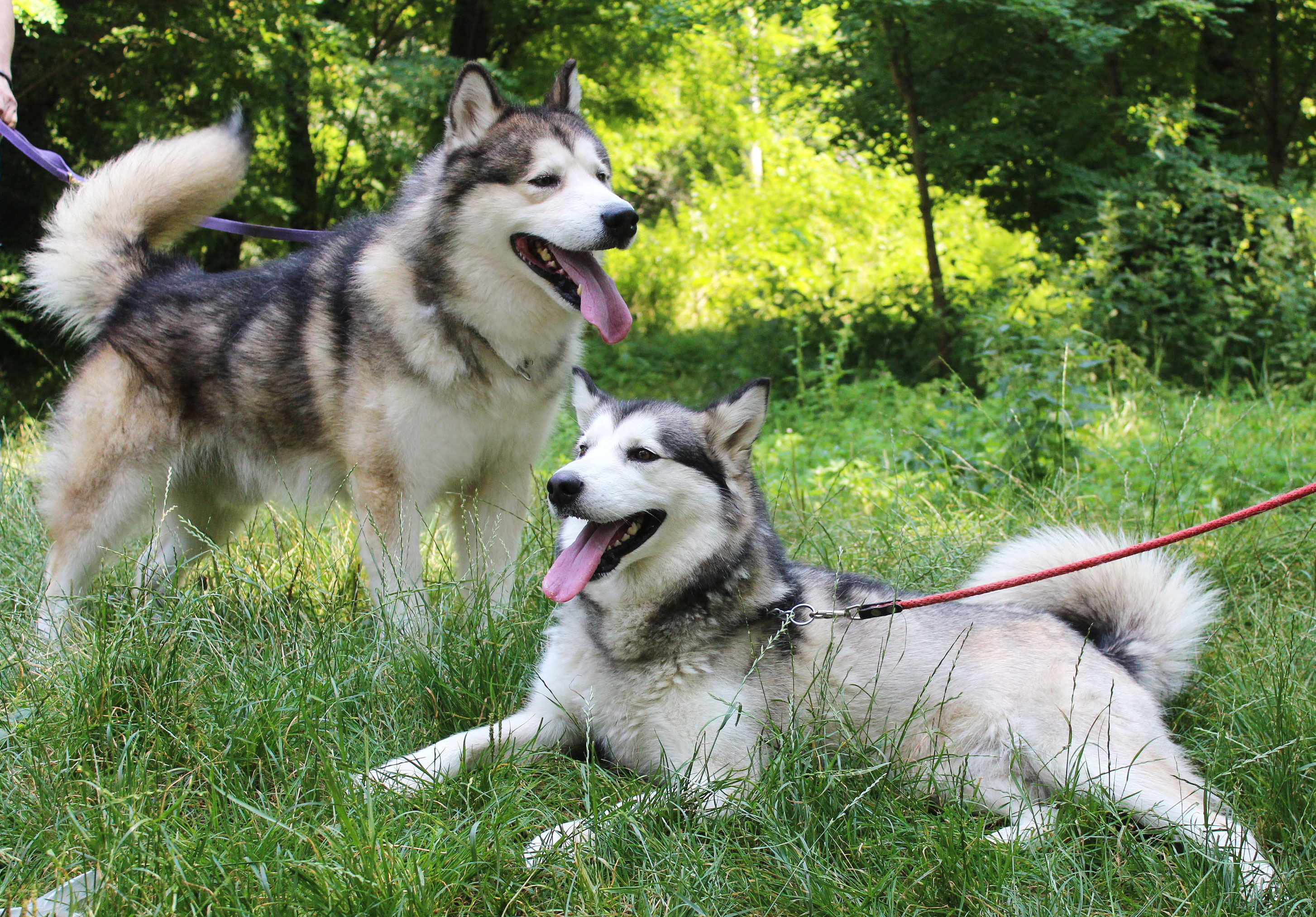 Папа - ВВВ, BISB, R.BISP,JBIS- III, IV, BIG - I, II, III,IV, Юный ...