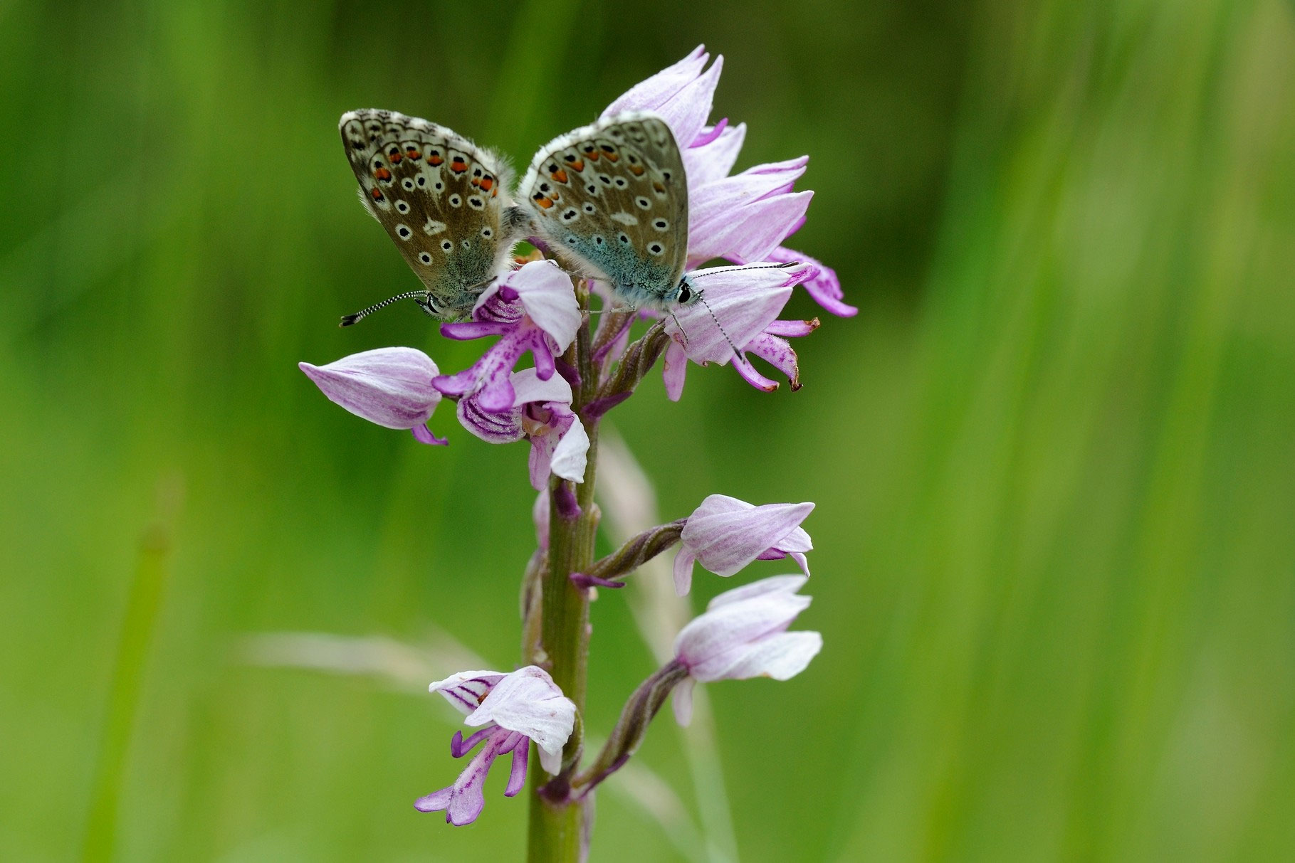 papillons - parenthese-ephemere Stéphane Débias Photographies