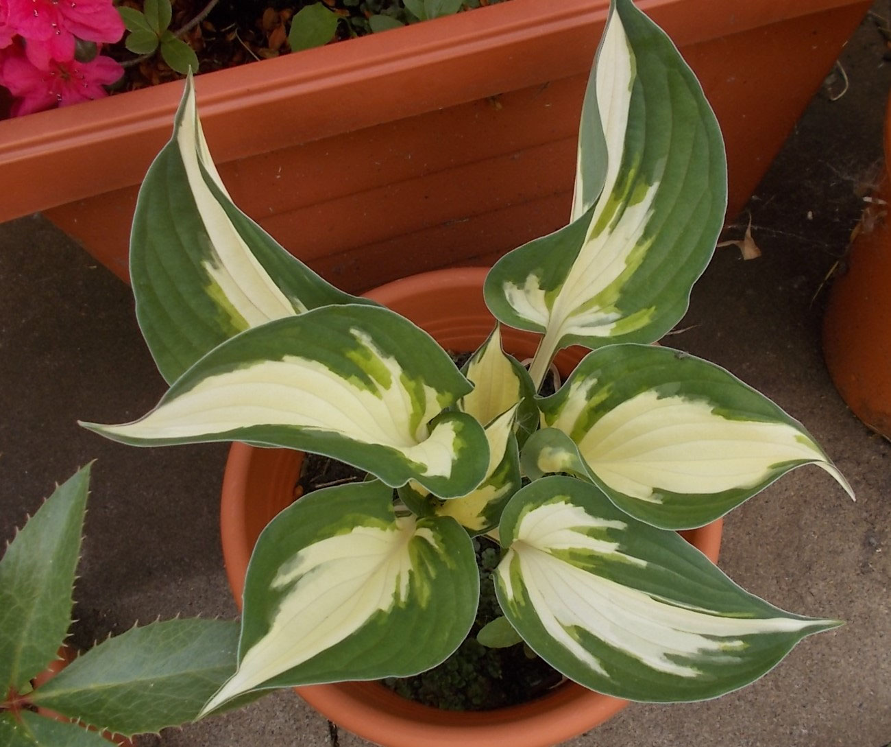 Fire and Ice - torys-kleine-hosta-datenbanks Webseite!