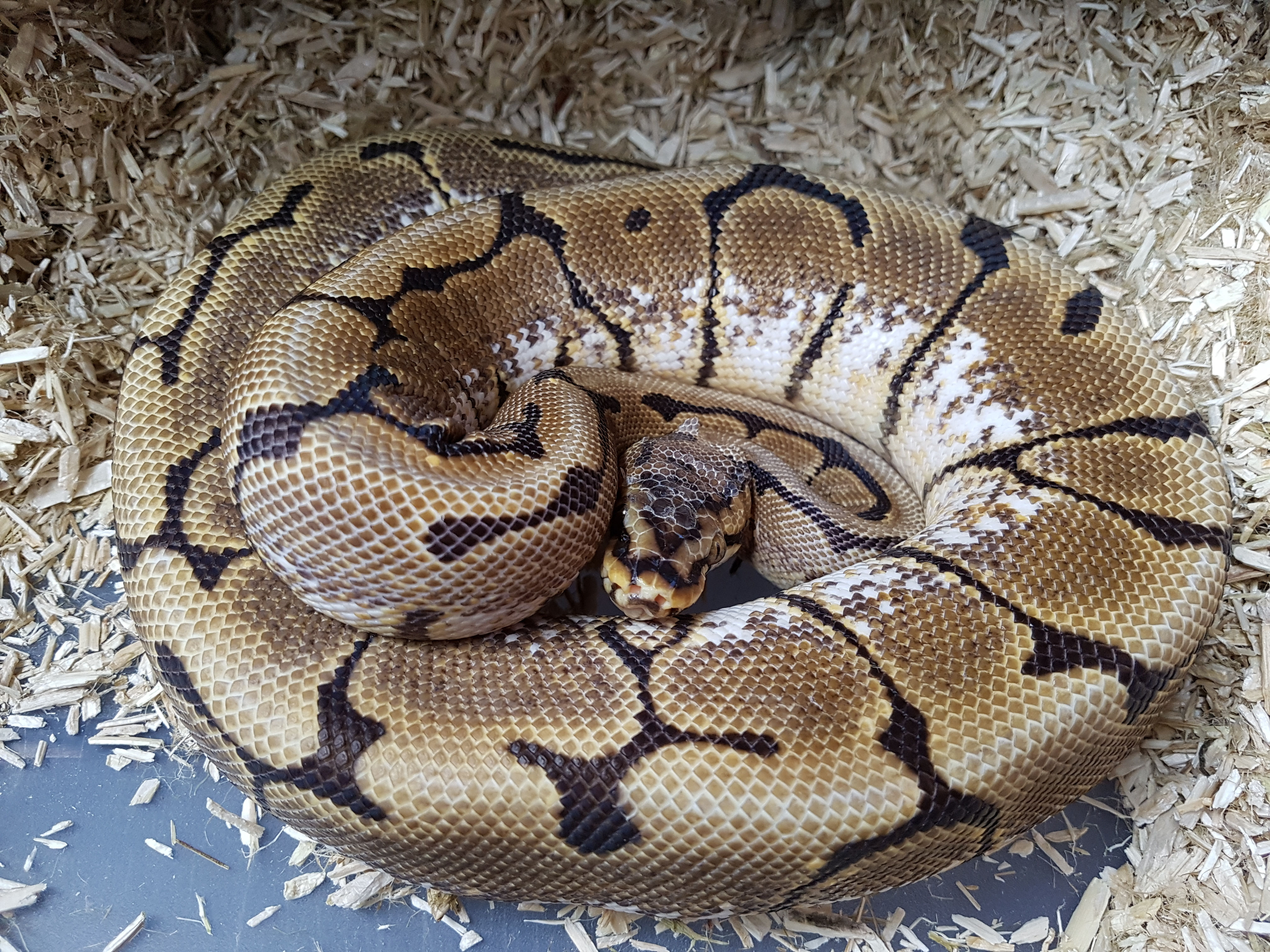 Koningspython / Python regius - Dragon Dronten: Alles met exoten!