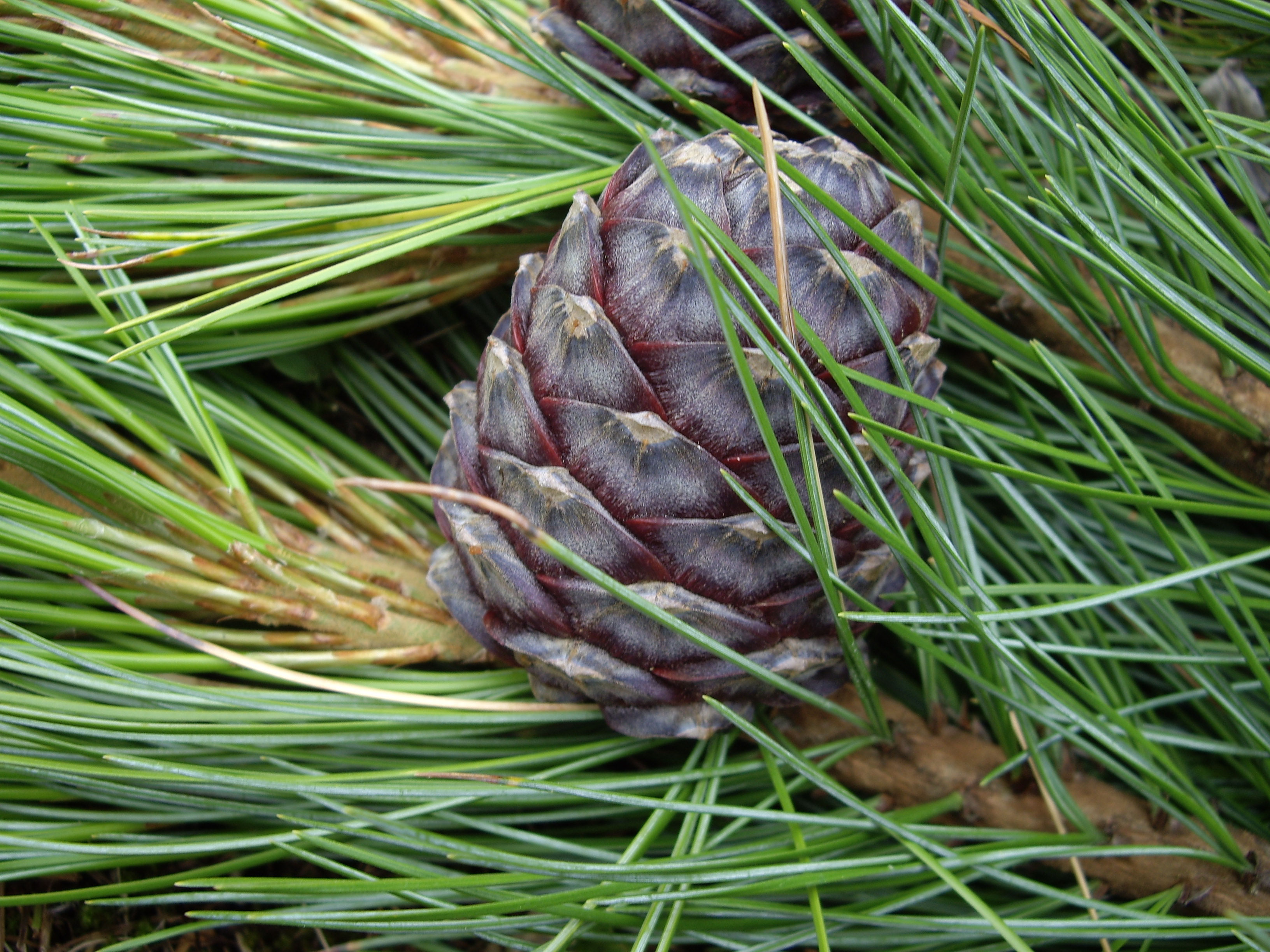 Arve, Arvenholz Wohlbefinden und Auswirkungen - Arvenmöbel Engadin ...