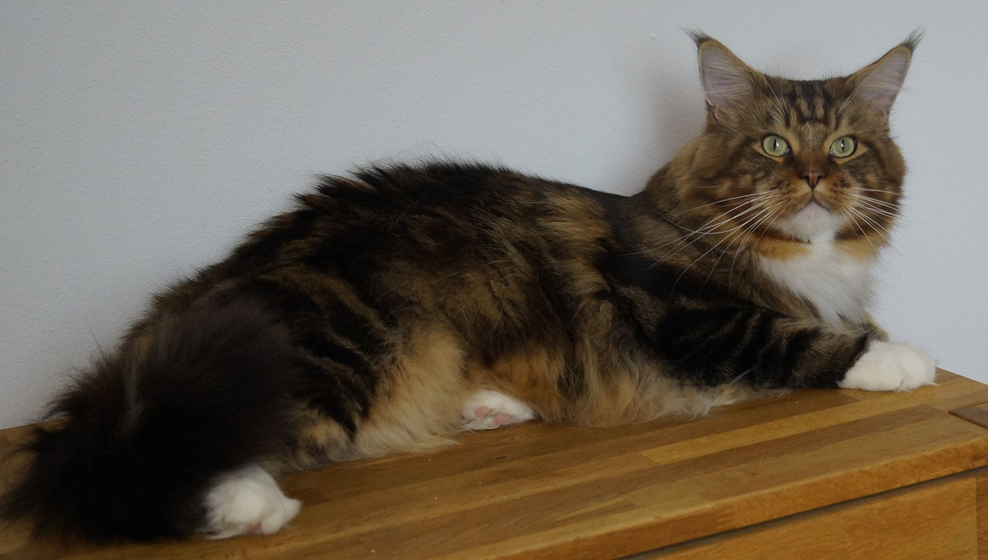 US* Averill Jamie The Madd King Slayer *Jamie* - coonieland-edens Jimdo ...