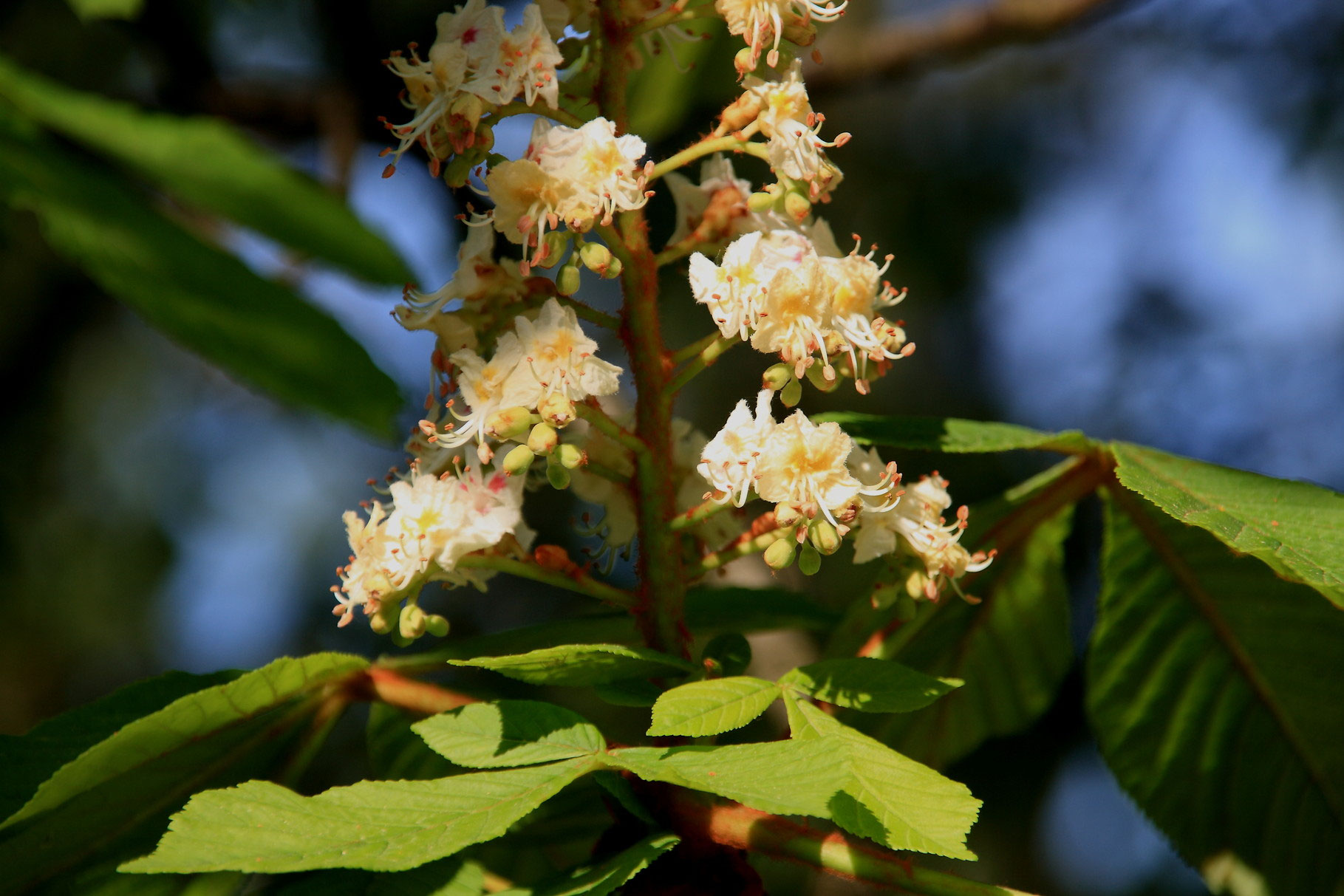 Jírovec maďal - Weinau e.V.