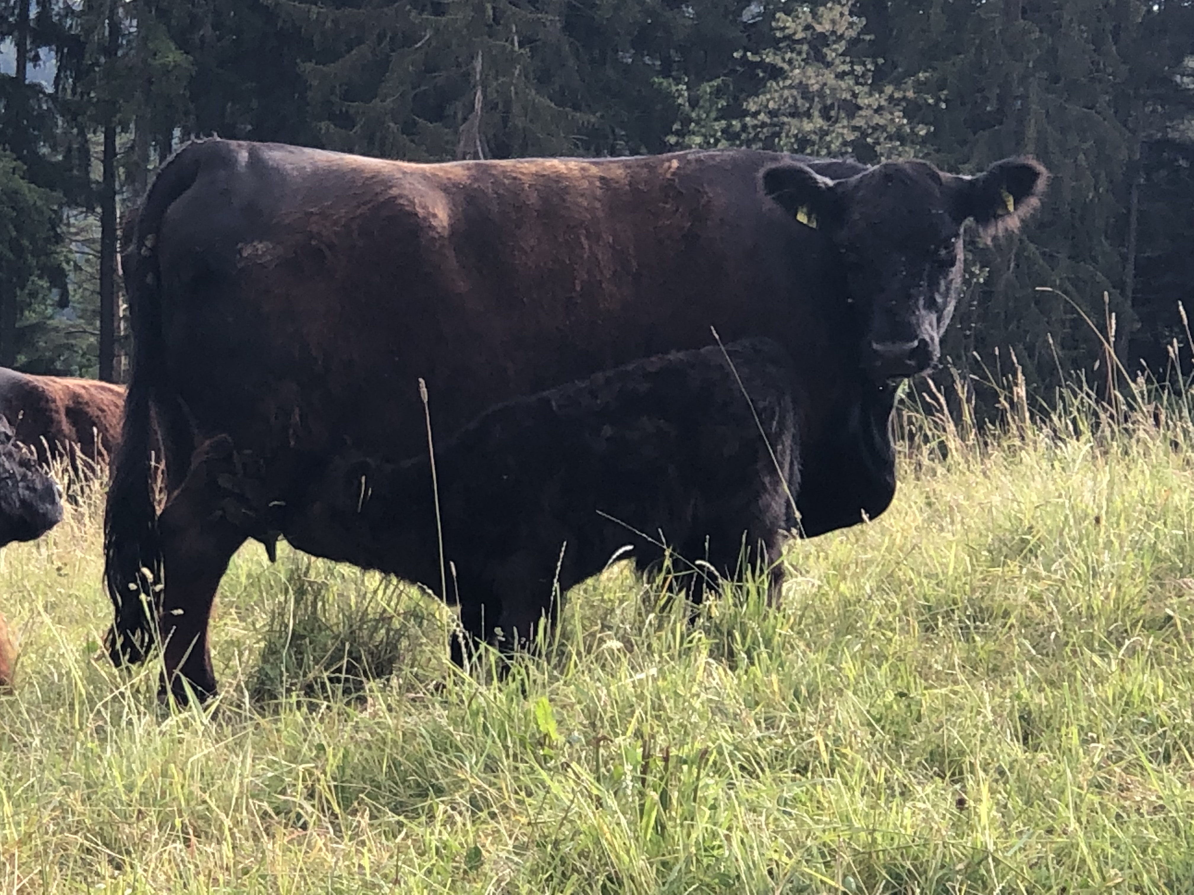 Galloways, Galloway-Rind, Galloway Kalb, Bulle, Kuh - Galloway Rinder ...
