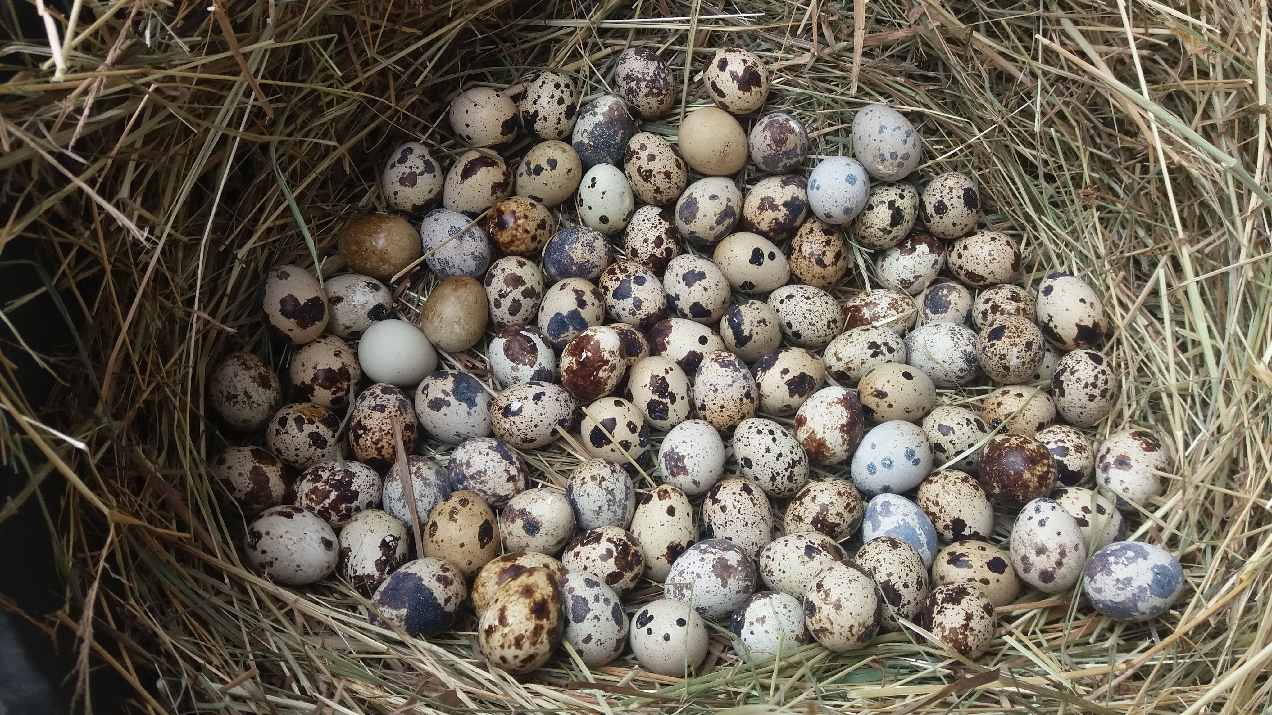 Wachteleier - Züchter: Wellensittich Nymphensittich