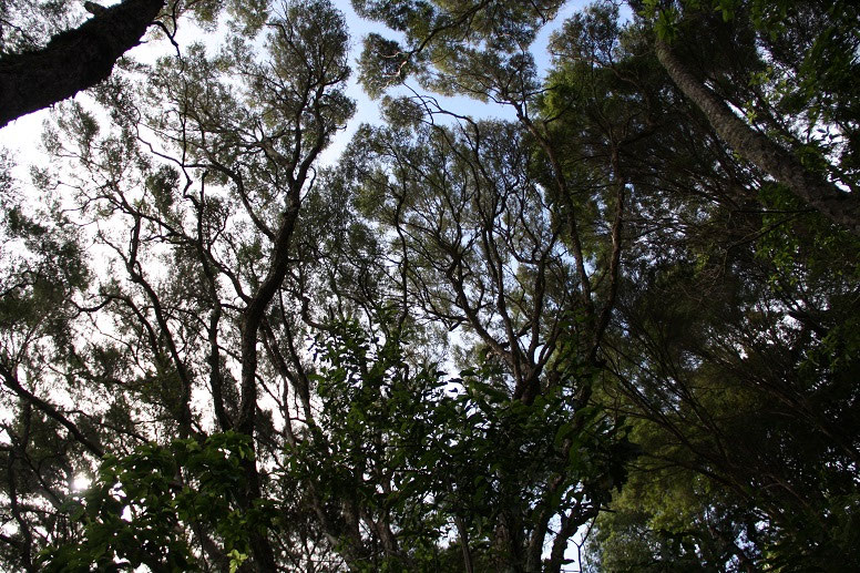 Onerahi - First Impressions - sunostream