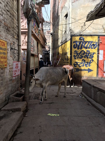 Fazit Indien - Reisesthi