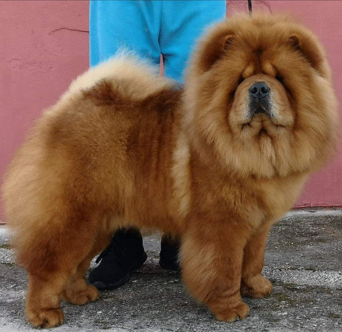 Males - Criador chow chow España Chow chow Valencia