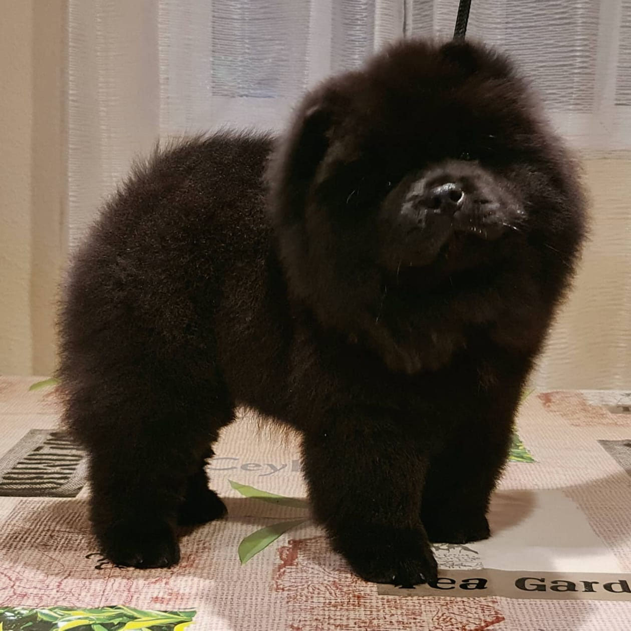 The secret temple chows - Criador chow chow España Chow chow Valencia