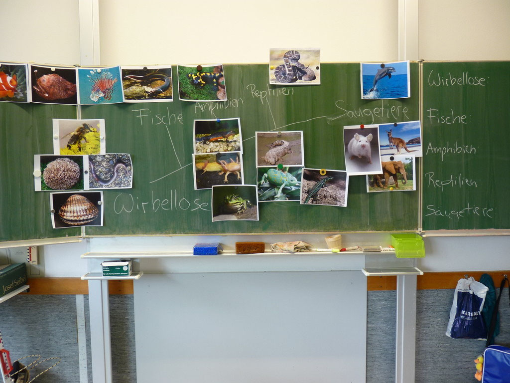 Reptilien im Klassenzimmer der Klasse 3a - Beethovenschule ...