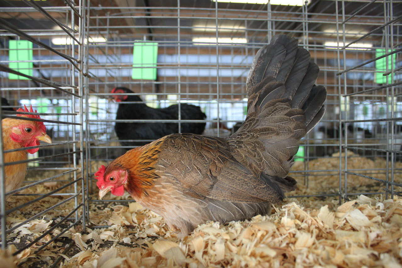Japanese Bantams by John deSaavedra - Wenzel's Birdhaven show bantams