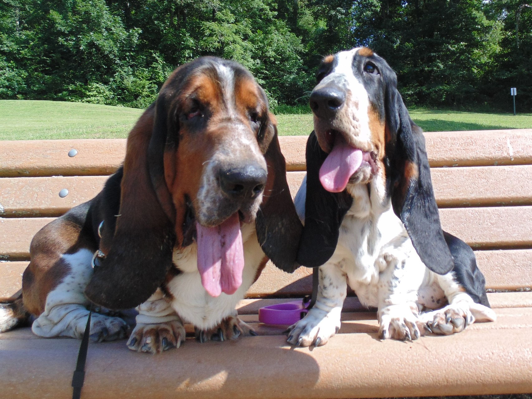 gallery - ozarkbassethound