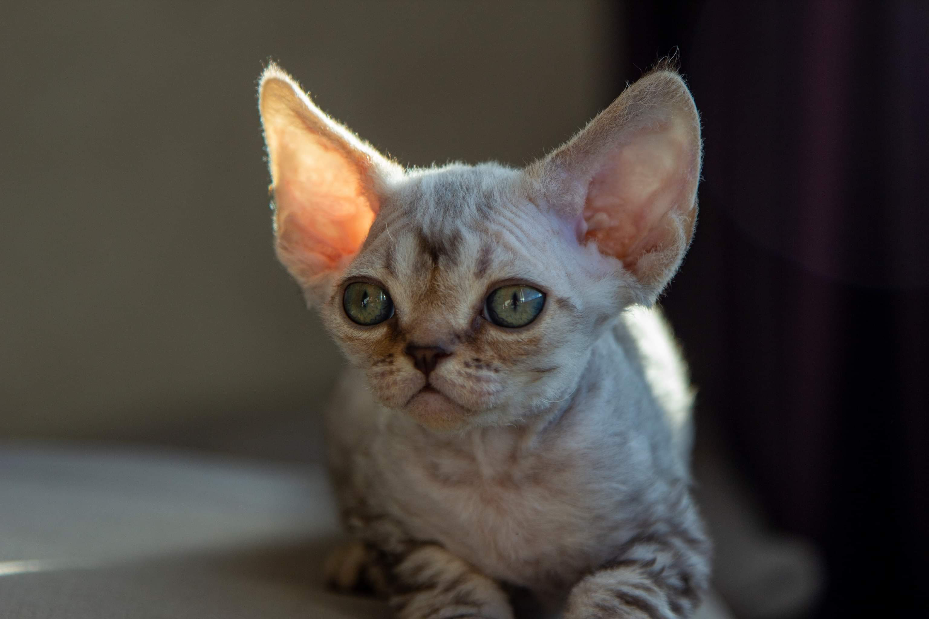 LV*Elfiens Castle Quinto of Mitava - LV*Mitava devon rex cattery