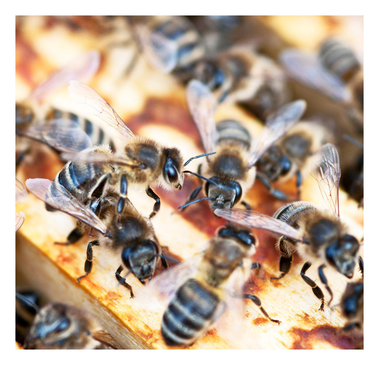 Freaky Bees - Die etwas andere Art, die Natur zu genießen - Freaky Bees
