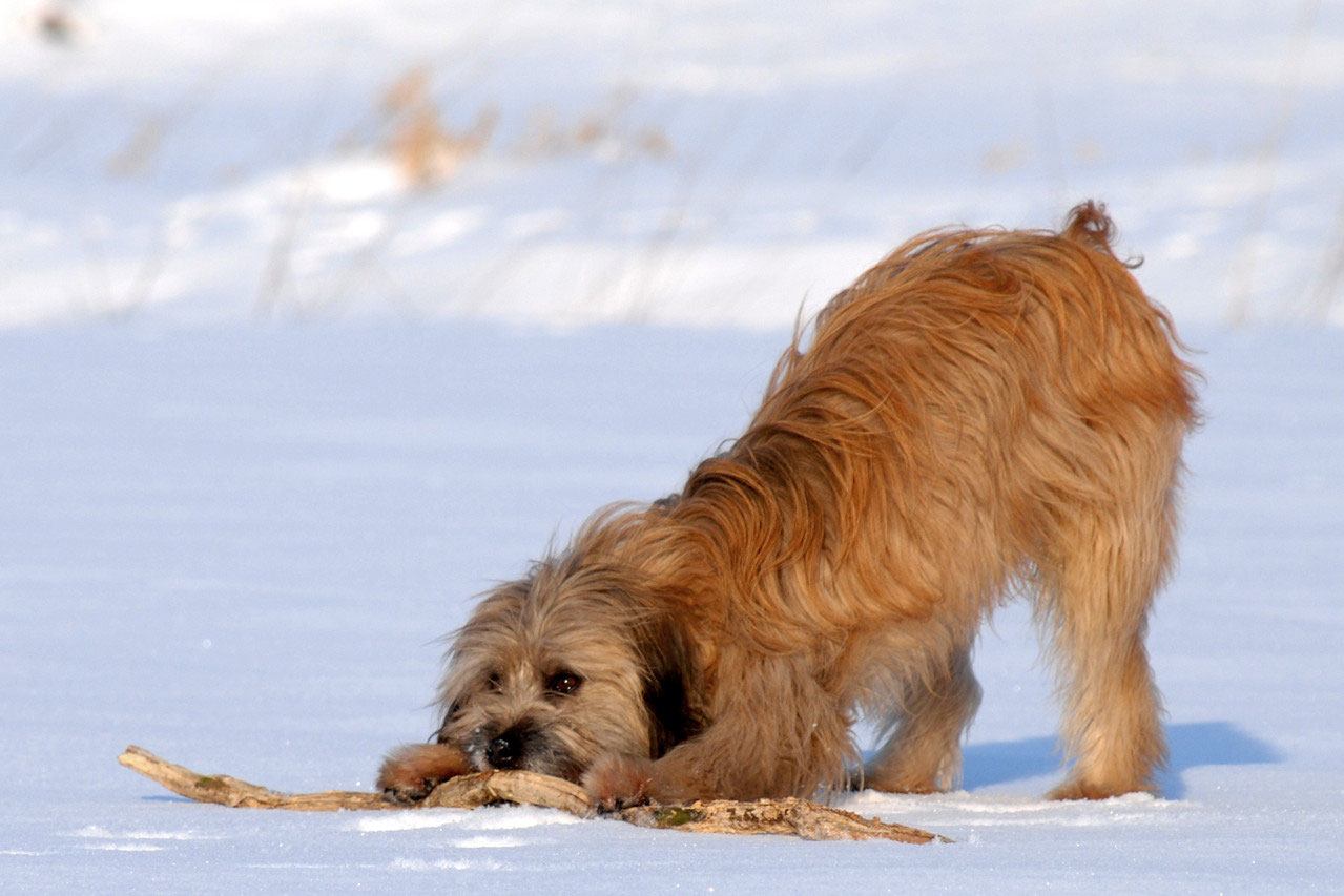 VIGO de la Colline aux Marmottes - extremebraveheart's JimdoPage!