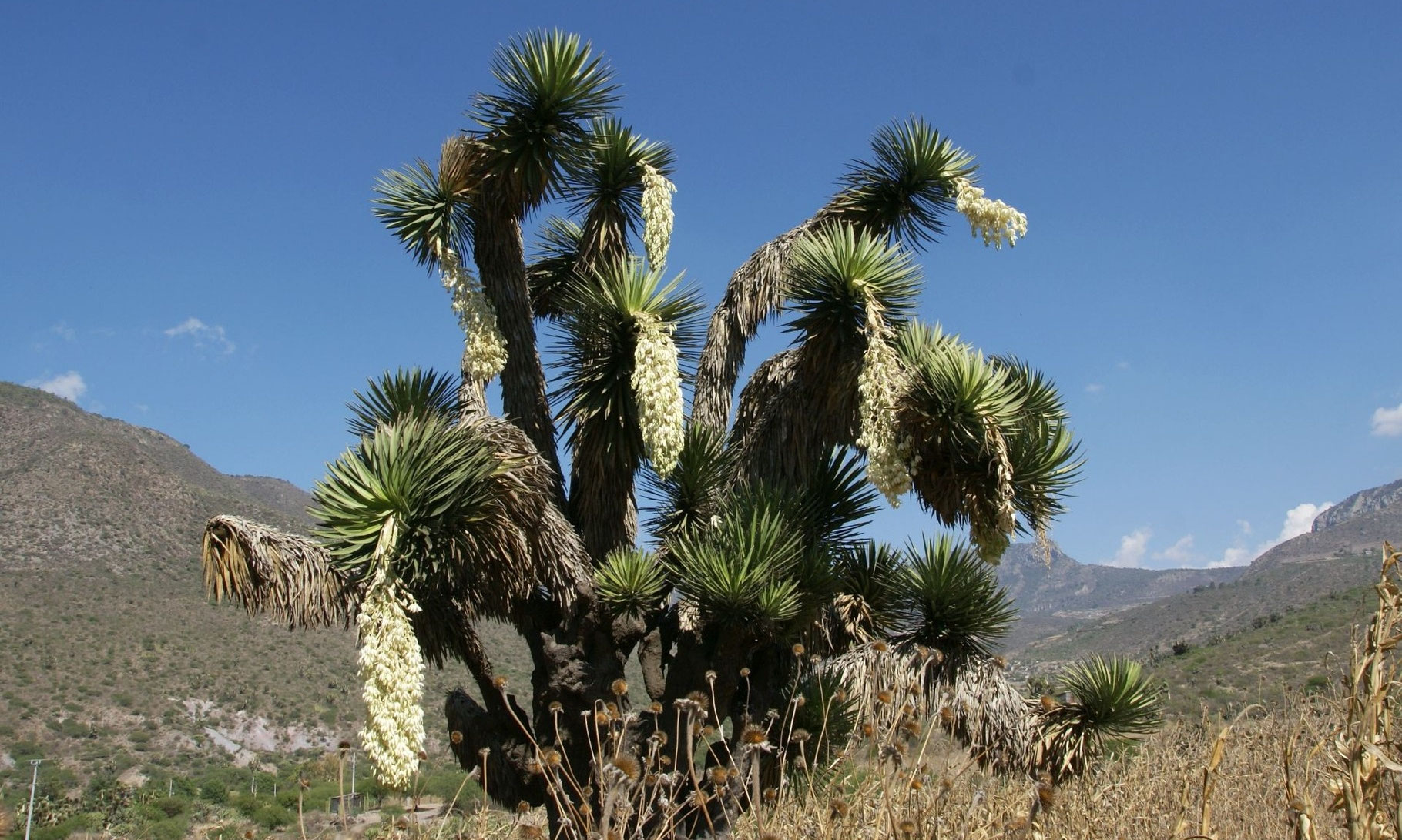 Yucca filifera - gartenyucca