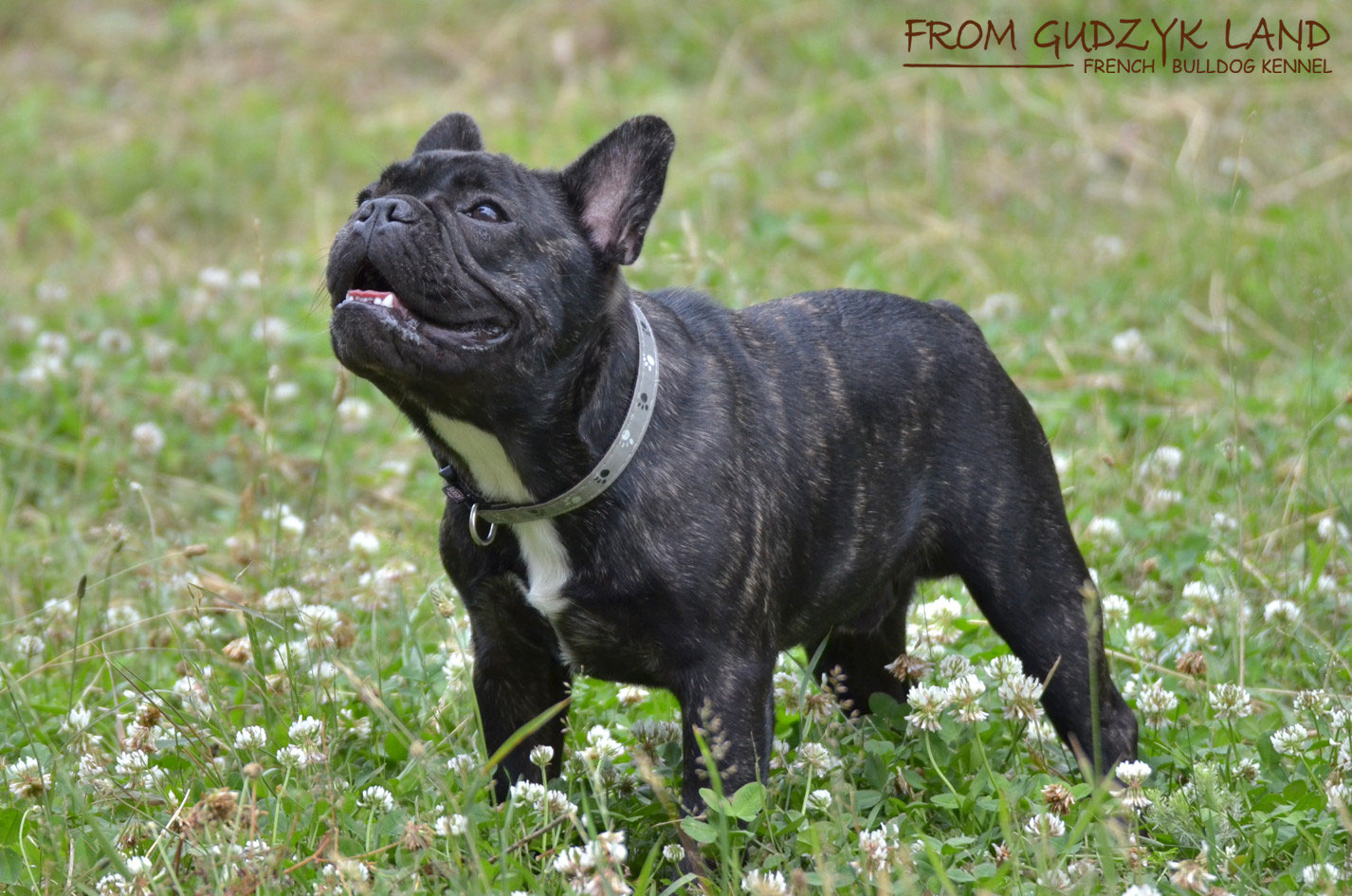 CRISTOBAL FOR GUDZYK LAND BERTUSIOWA DOLINA - Сайт gudzykland!