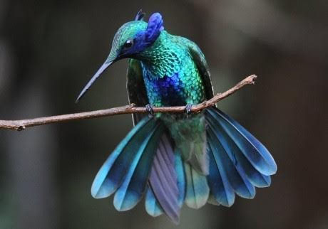 L'histoire du colibri - Galgos France