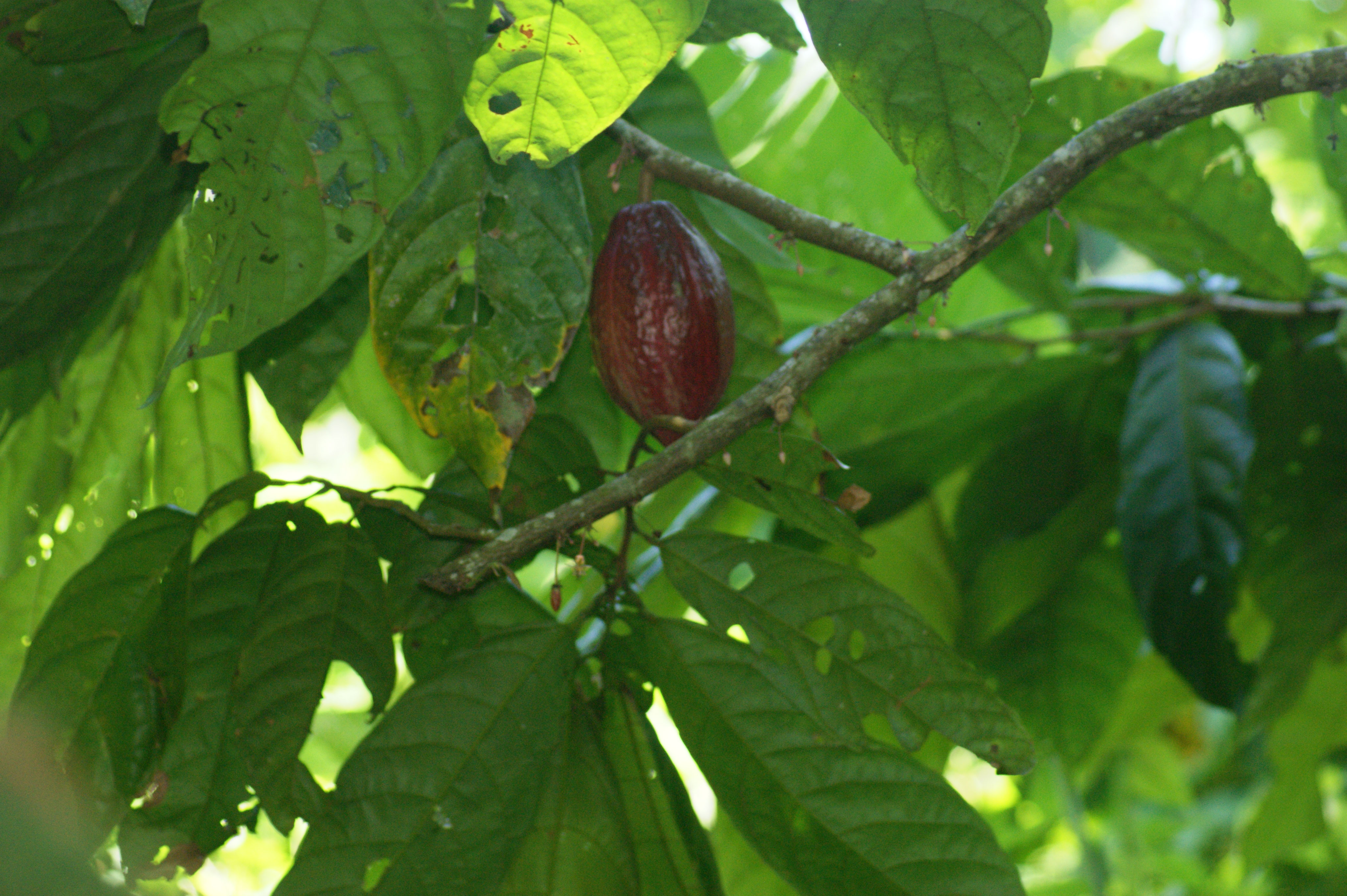 Cacaoyer Qui Es Tu P ri D lices