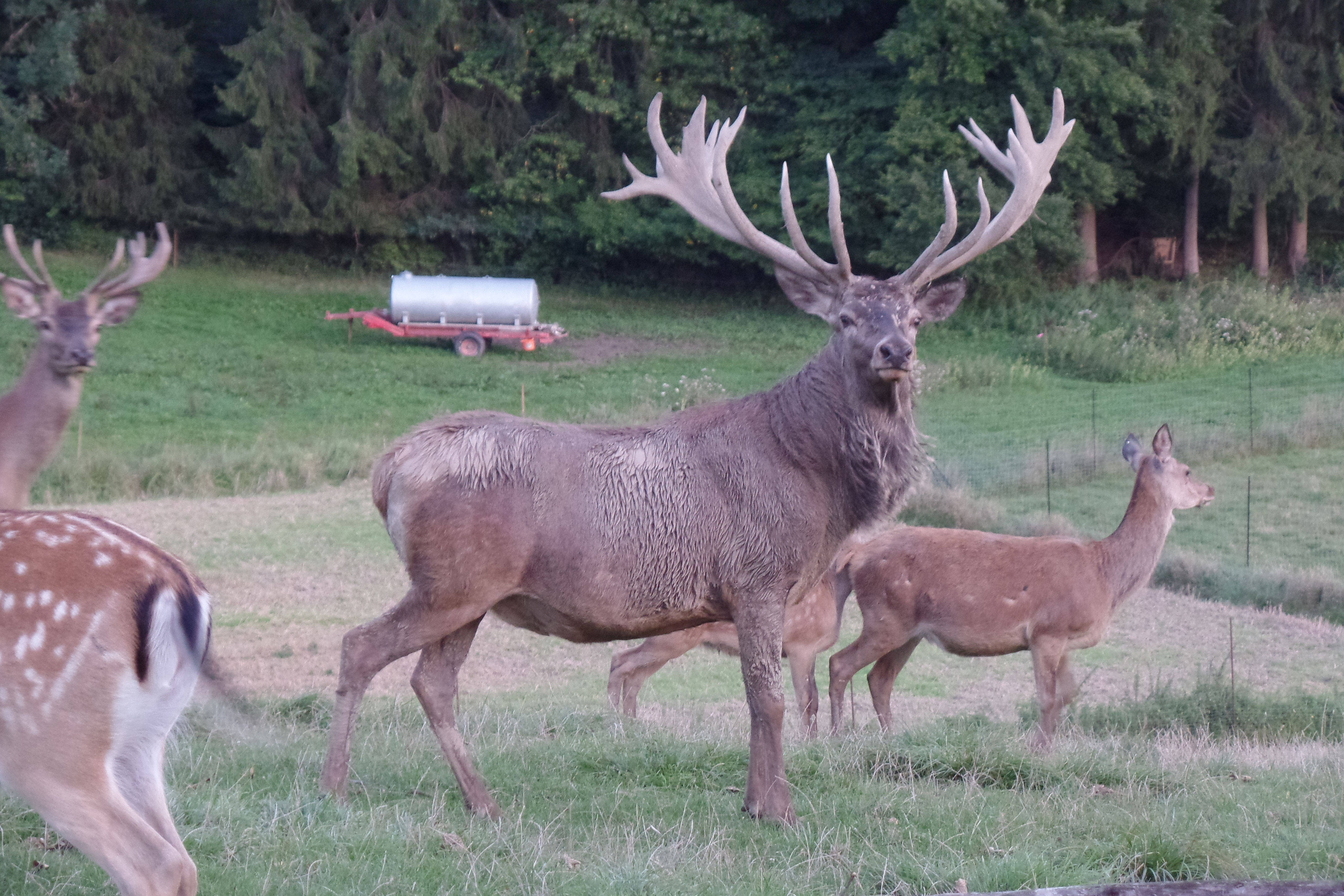 Hirschzucht, Zuchtwild, Zuchthirsche , Kapitales Rotwild und Damwild ...