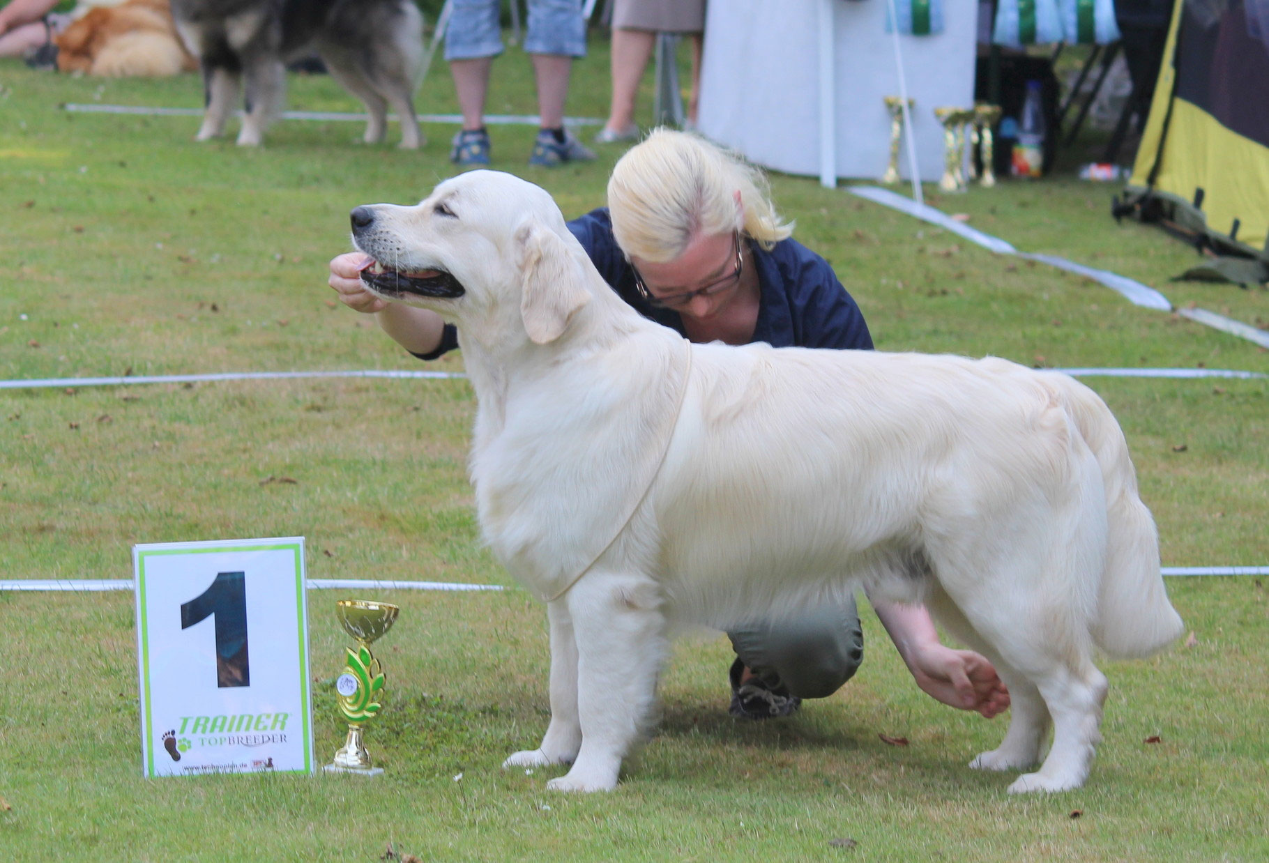 Ausstellungen Termine & Ergebnisse - Golden Retriever Sheldrick Jar Jar ...