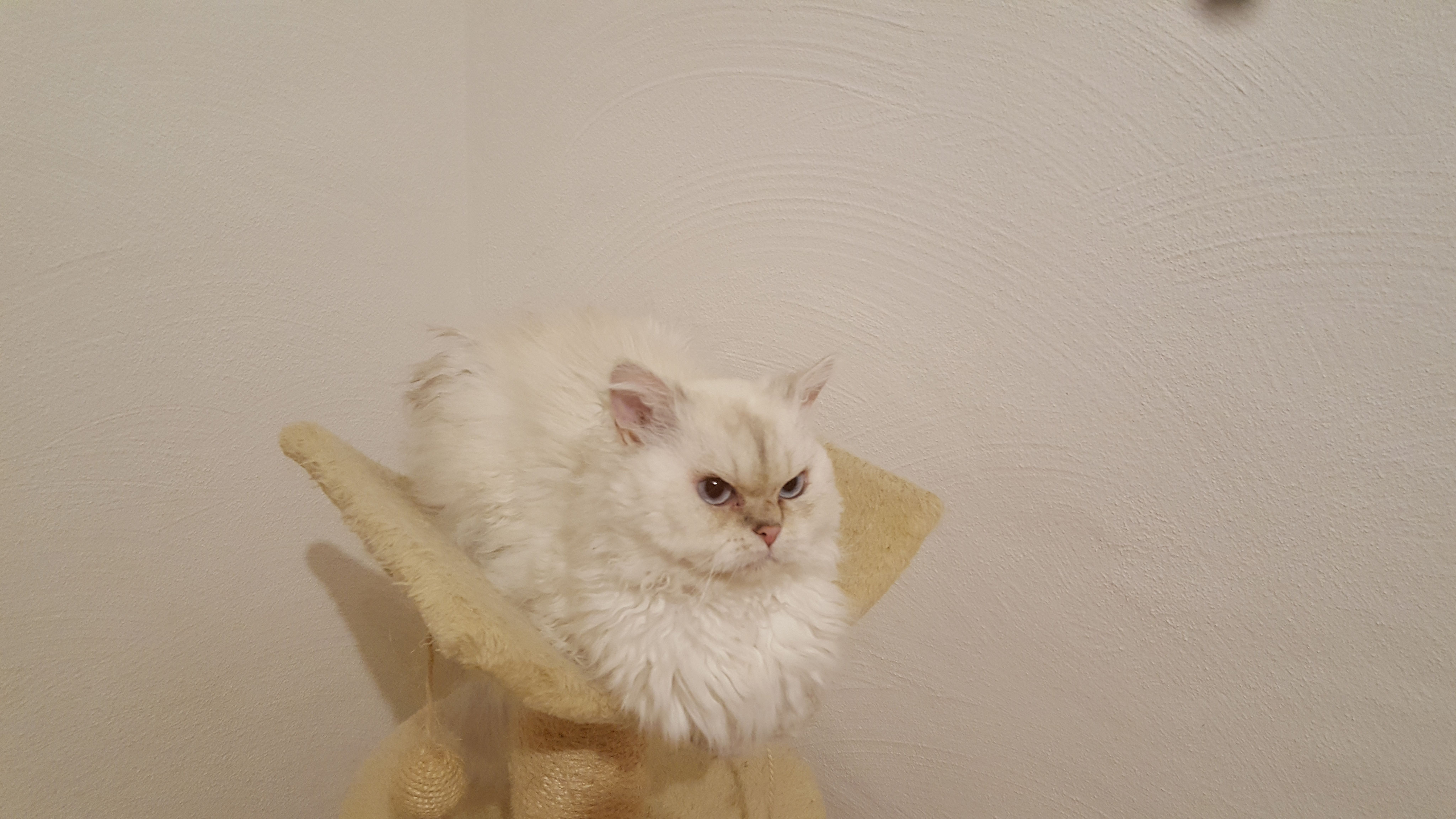 Luis - löwenkönigs Selkirk Rex Katzen