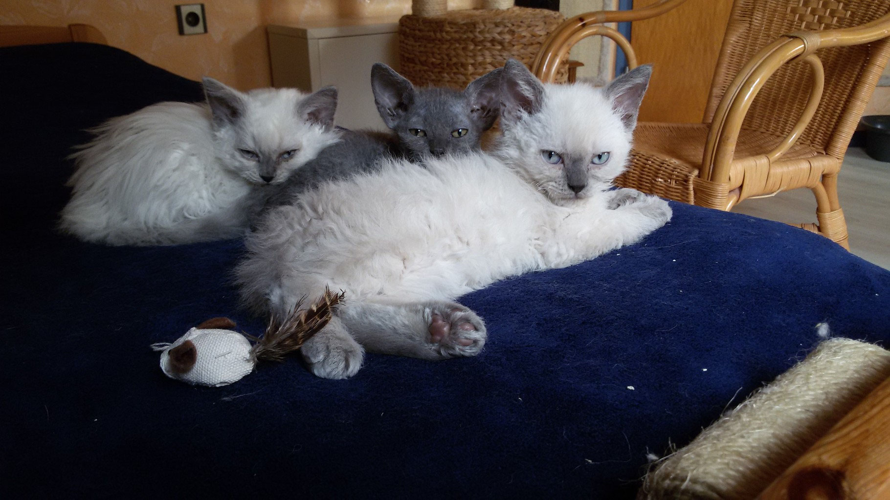 I-Wurf - löwenkönigs Selkirk Rex Katzen