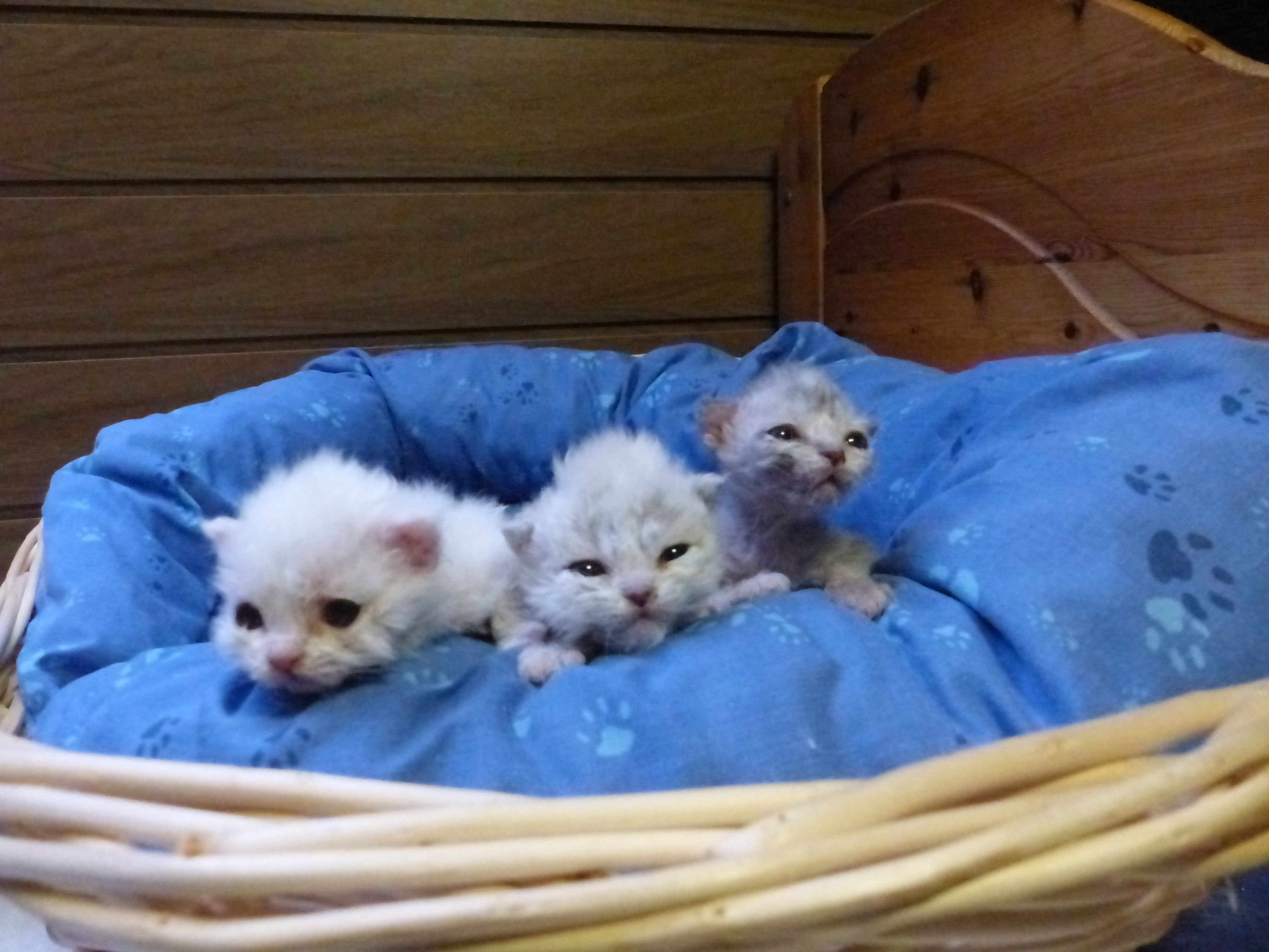 P-Wurf - löwenkönigs Selkirk Rex Katzen