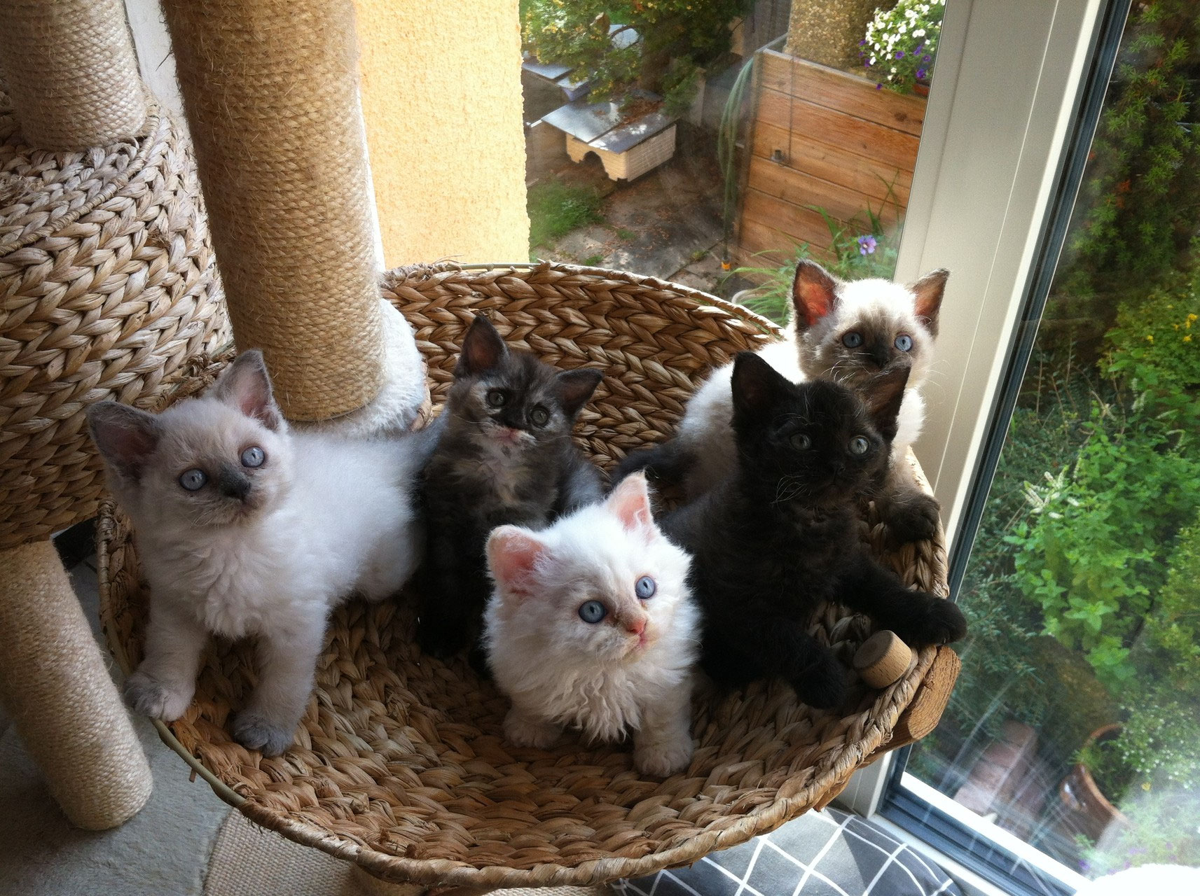 G-Wurf - löwenkönigs Selkirk Rex Katzen