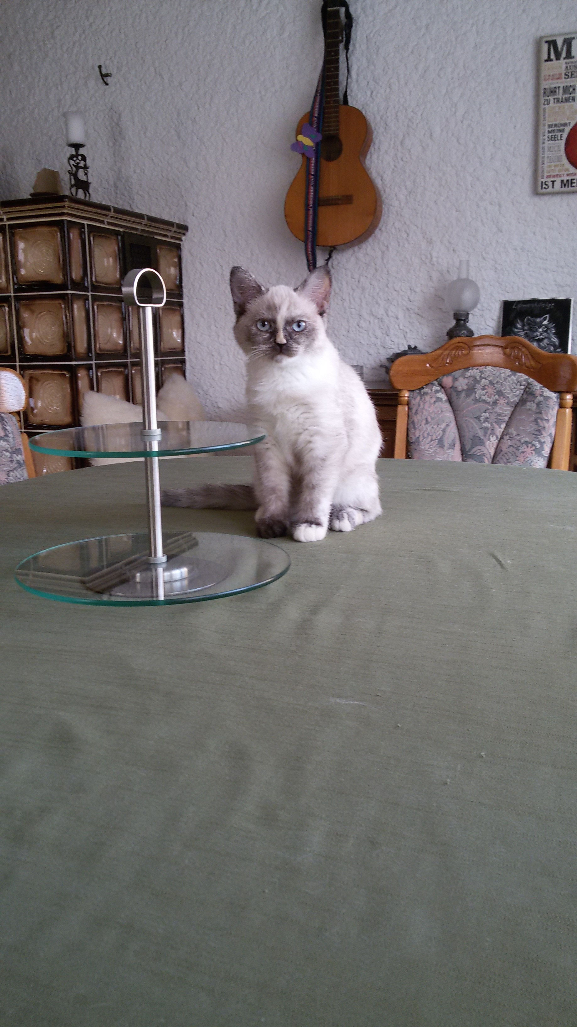 Löwenkönigs Querida - löwenkönigs Selkirk Rex Katzen