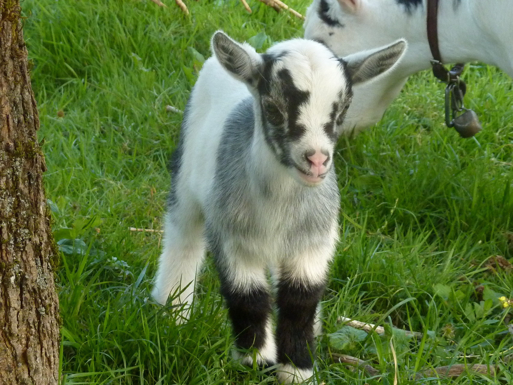 Chèvres toy, naines ou hors norme... - la-praire-de-maguy