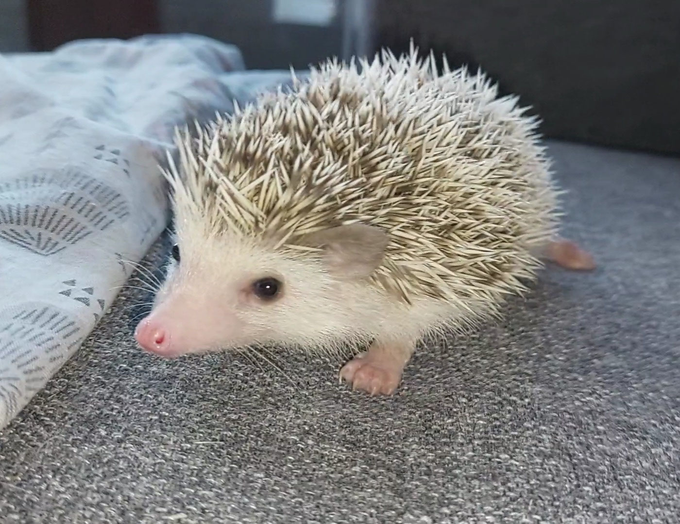 D2-Wurf (Enola x Wonder) - sundownhedgiess Webseite!