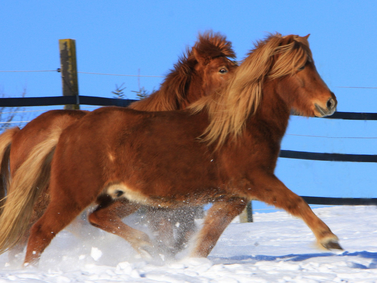Ormur vom Bärenfilz - Bärenfilz