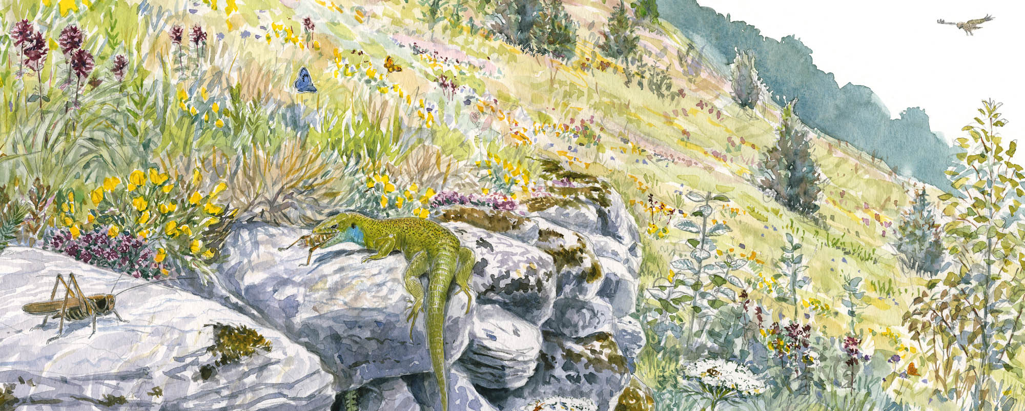 COMPOSITIONS - jean chevallier illustrateur naturaliste peintre animalier